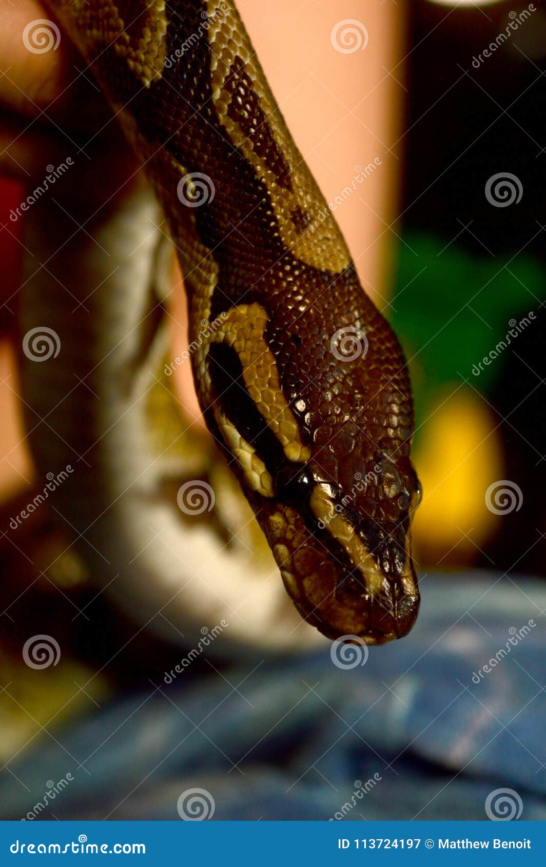 Manipulation D'un Python De Boule Image stock - Image du tropical ...