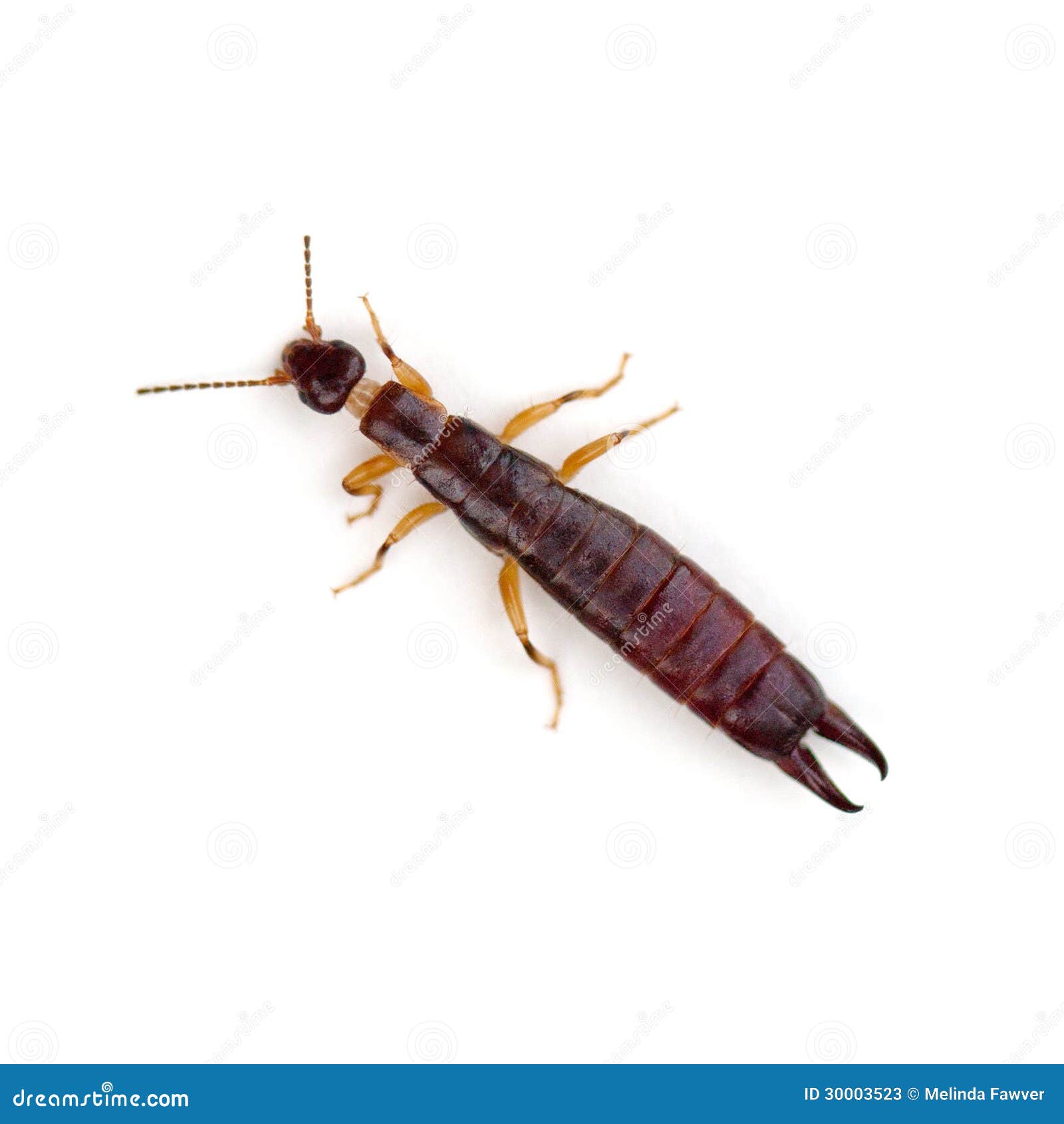 Tijereta imagen de archivo. Imagen de estudio, macro - 30003523