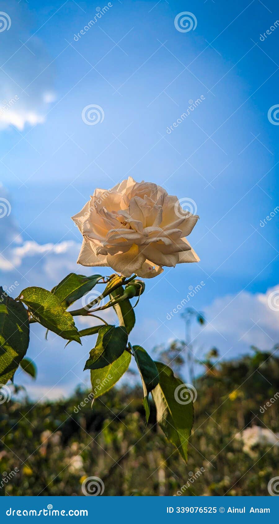 Mawar Putih Di Bawah Merah Putih Royalty-Free Stock Photo ...