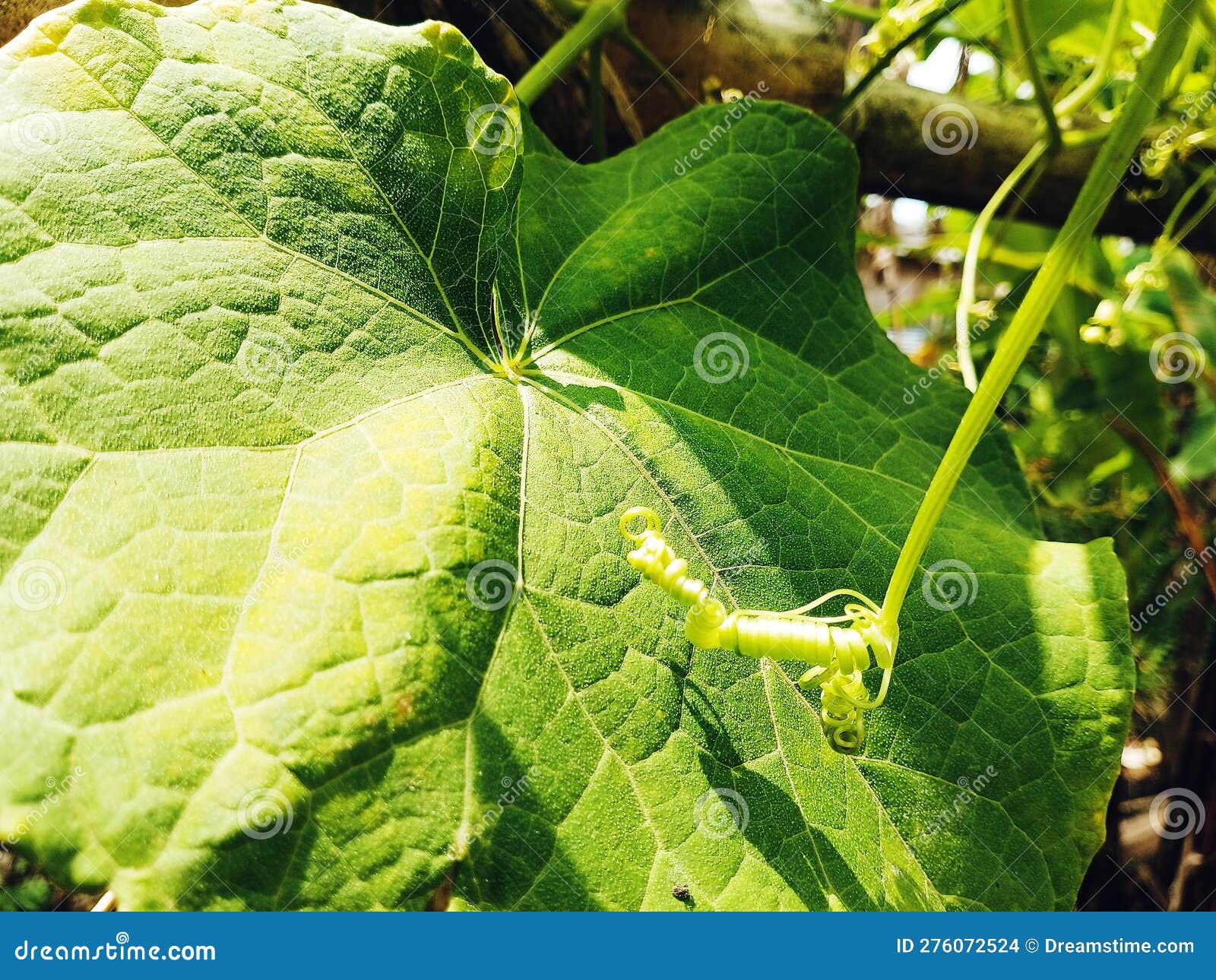 Manissa Stock Photos - Free & Royalty-Free Stock Photos from Dreamstime