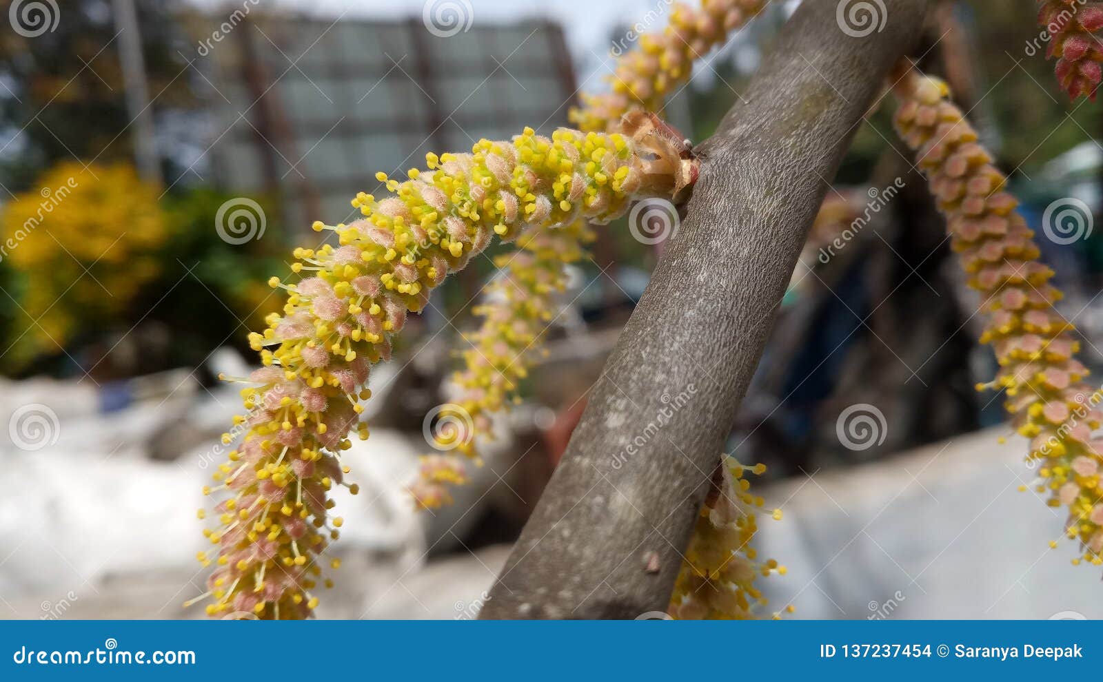 Manjari tree stock photo. Image of full, manjari, yellow - 137237454