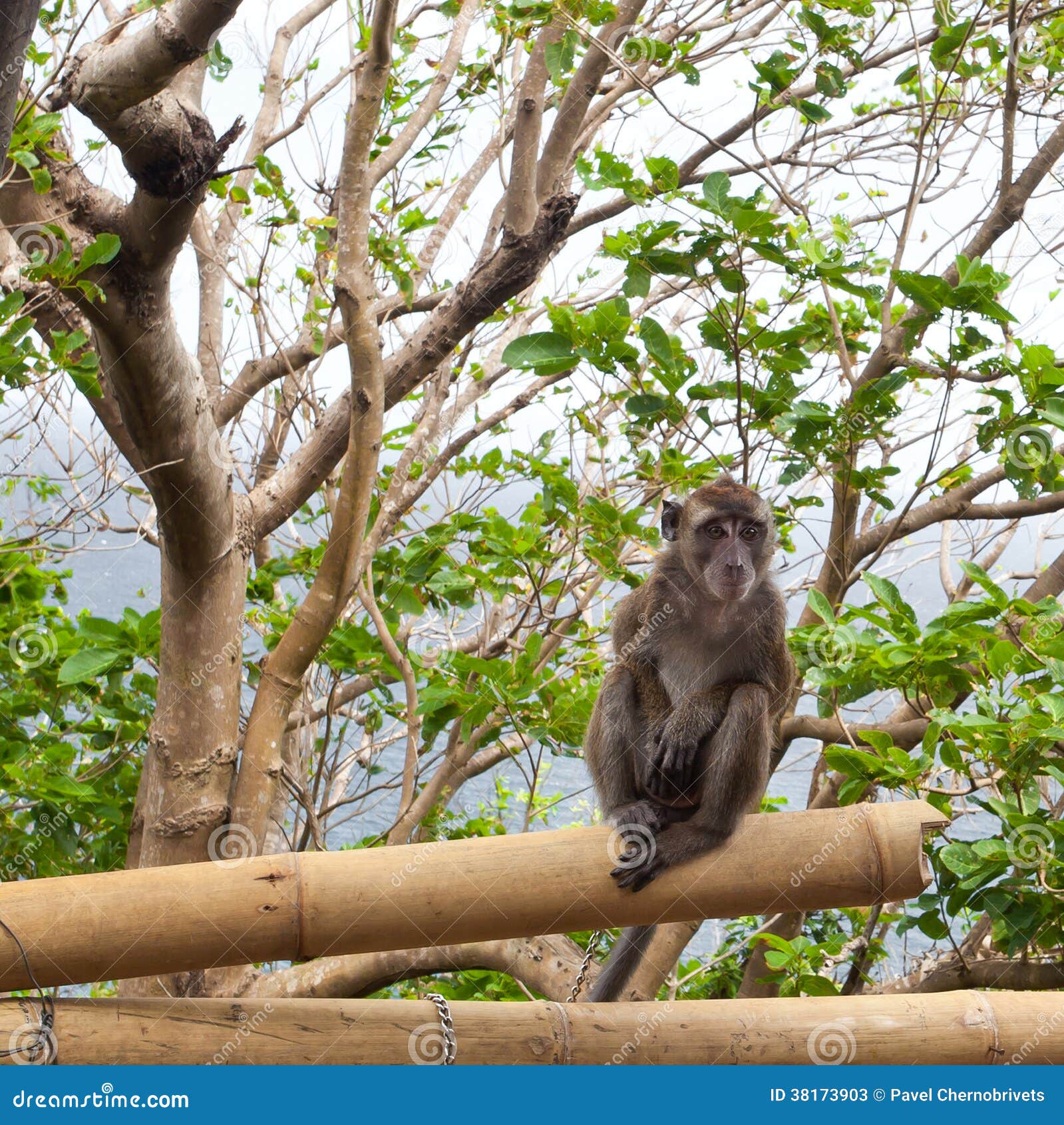 Mankey on the tree stock image. Image of rainforest, little - 38173903