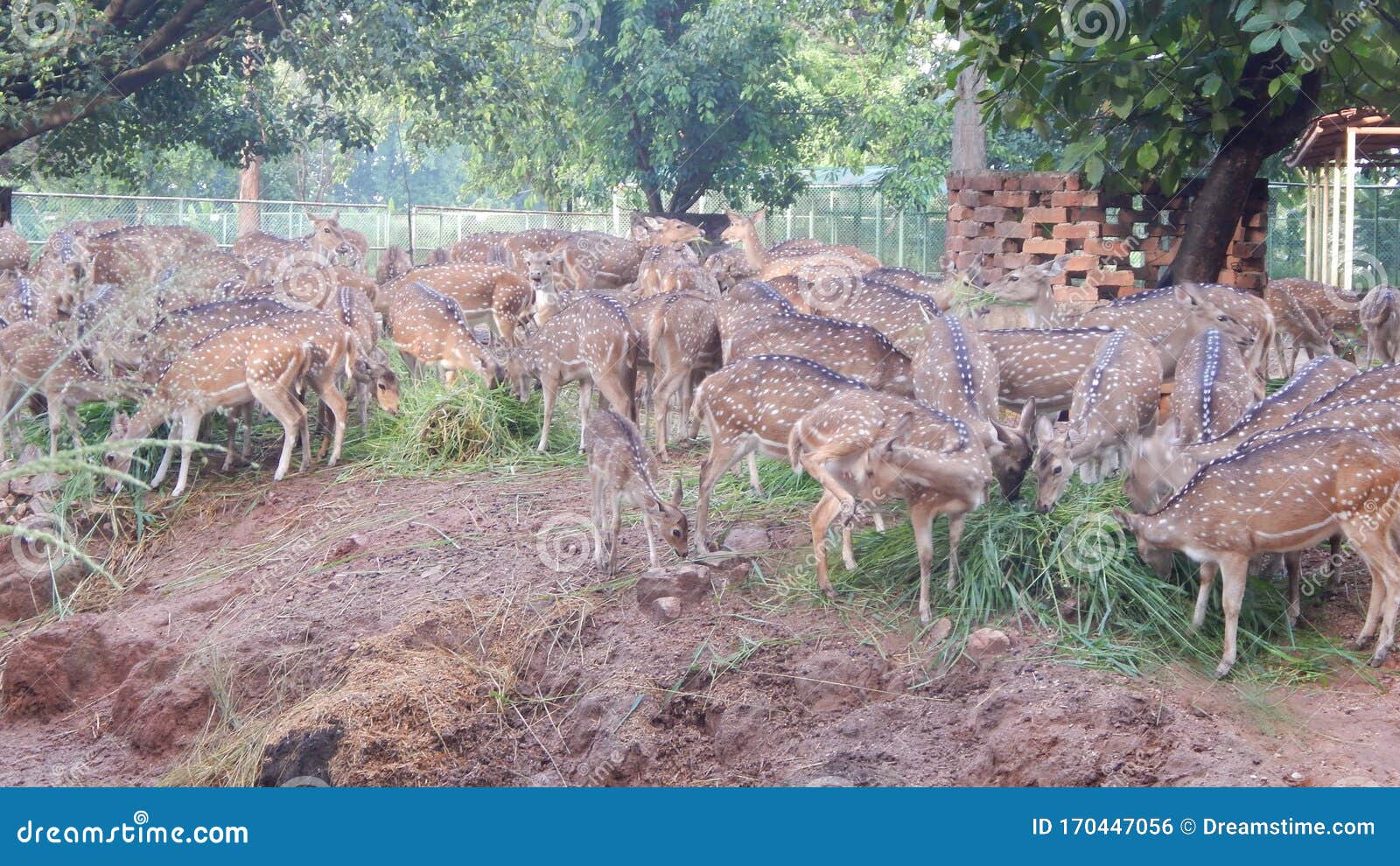 Manky home stock photo. Image of manky, forest, life - 170447056