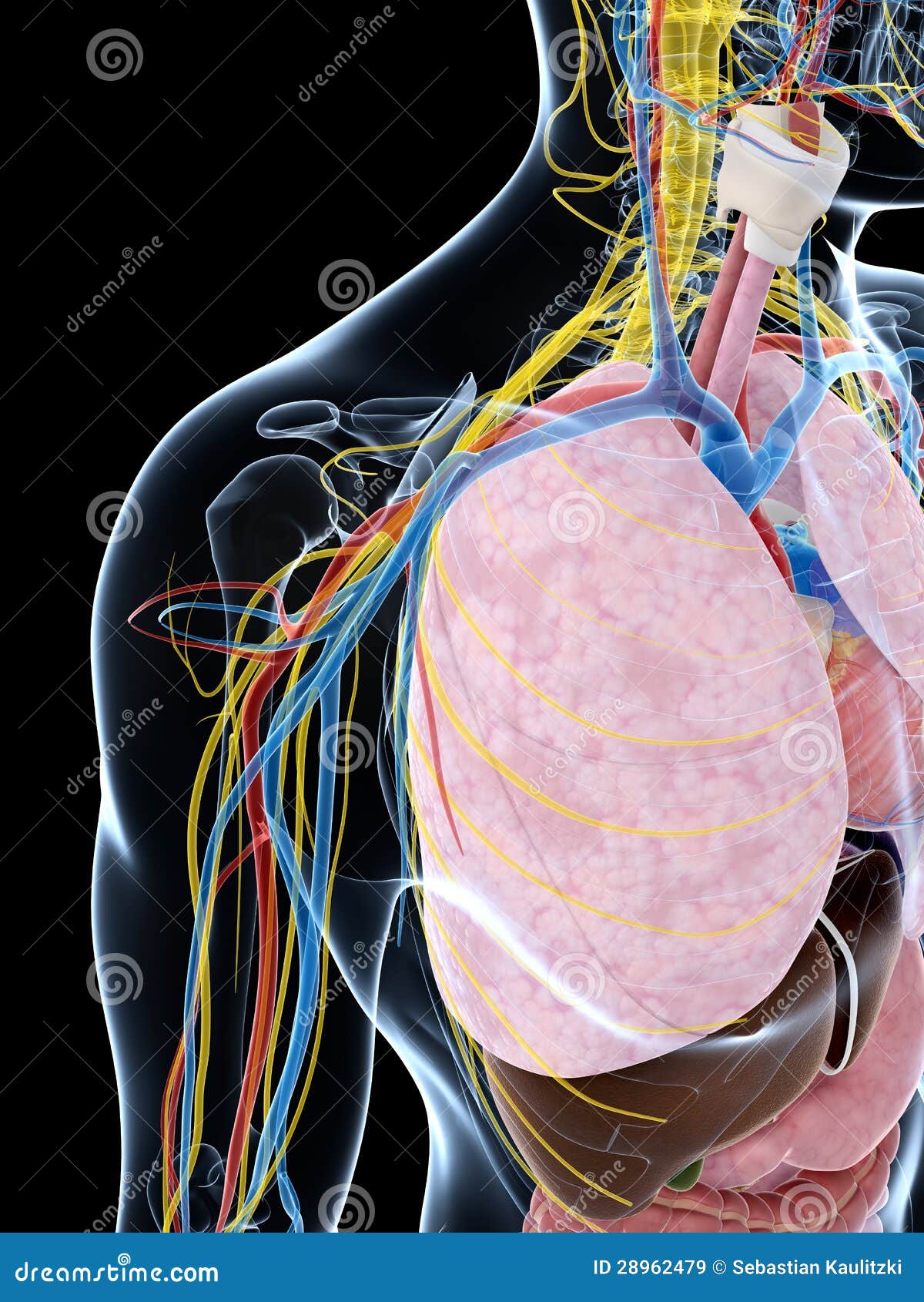 Manlig anatomi stock illustrationer. Illustration av kropp - 28962479