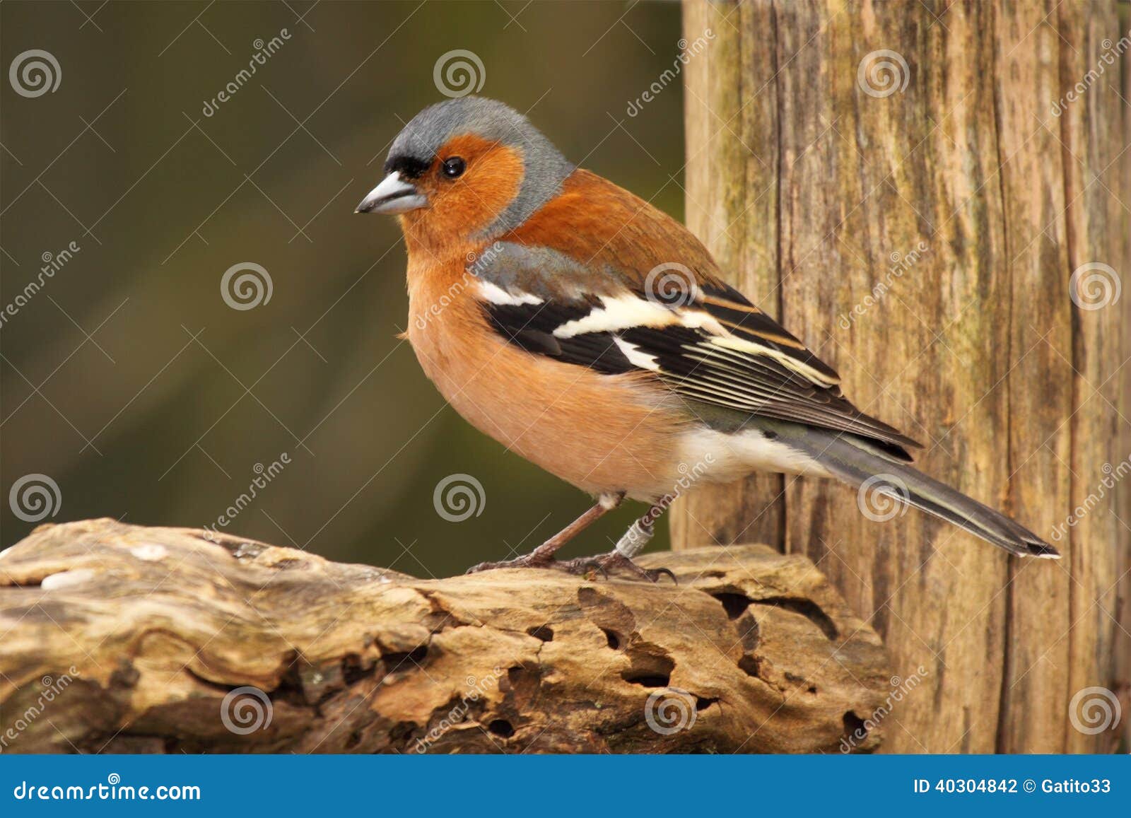 Manlig bofink arkivfoto. Bild av zealand, finka, utomhus - 40304842