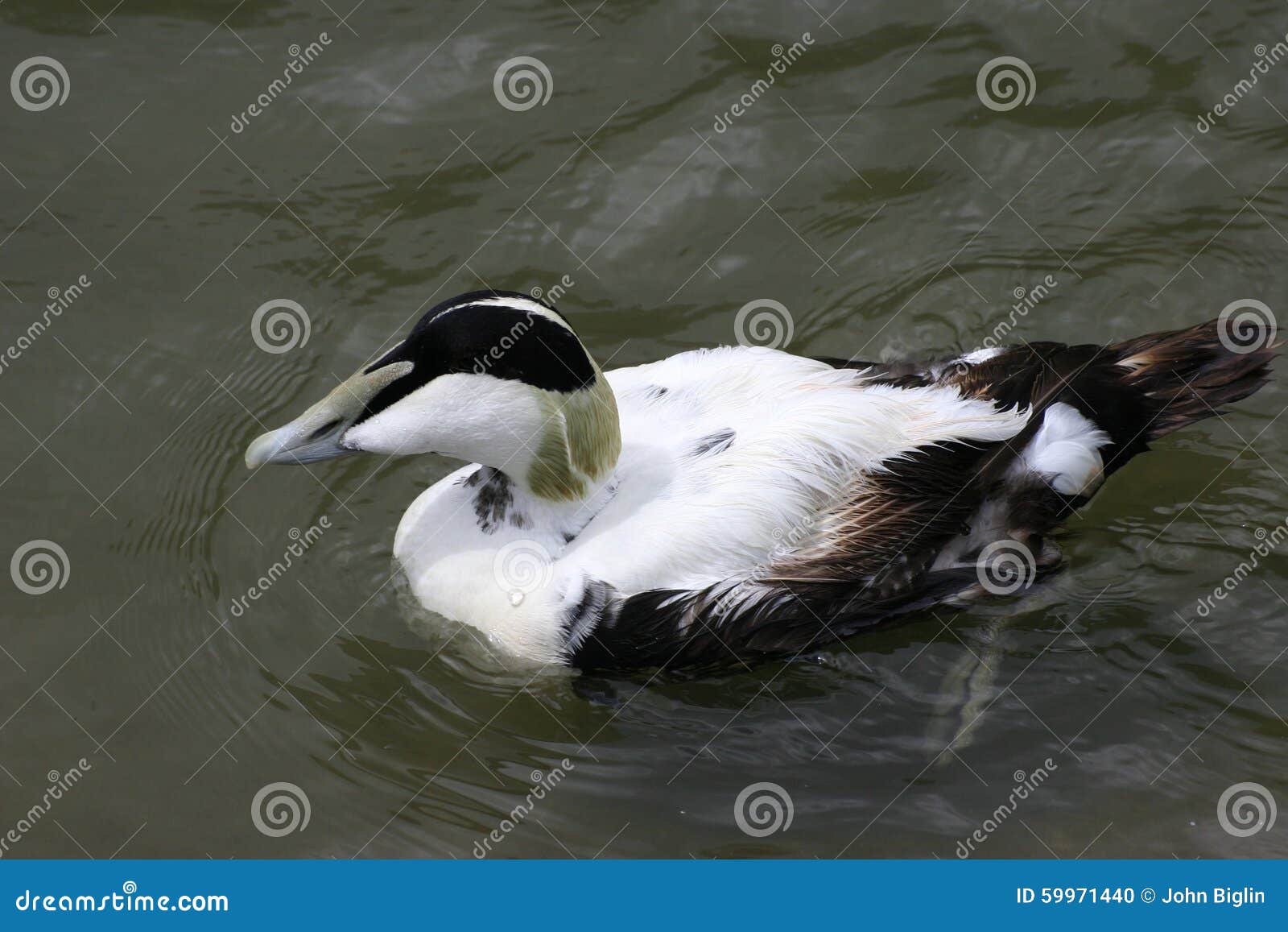 Manlig ejder arkivfoto. Bild av ejderdun, vatten, ejder - 59971440