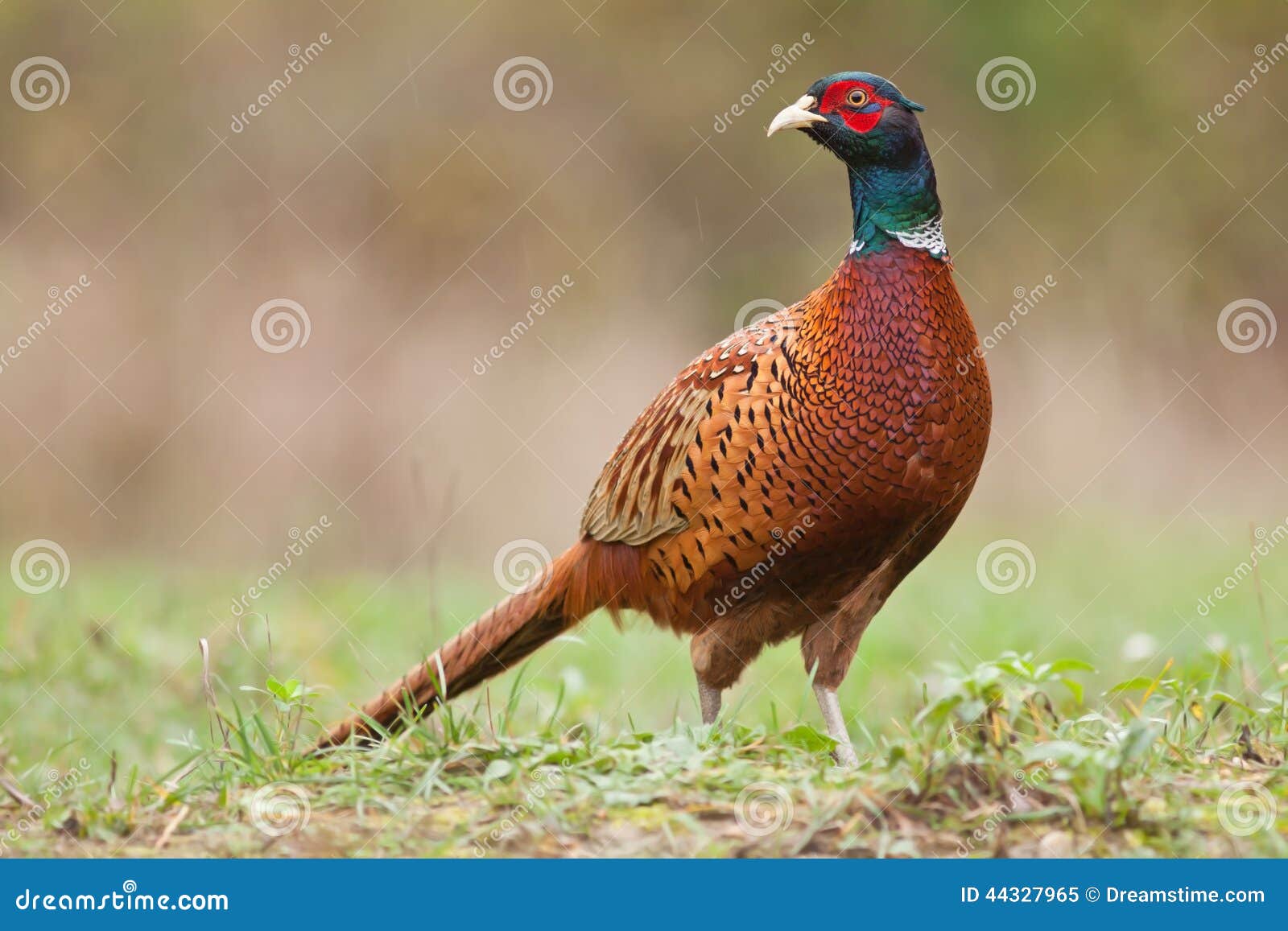 Manlig gemensam fasan fotografering för bildbyråer. Bild av himmel ...