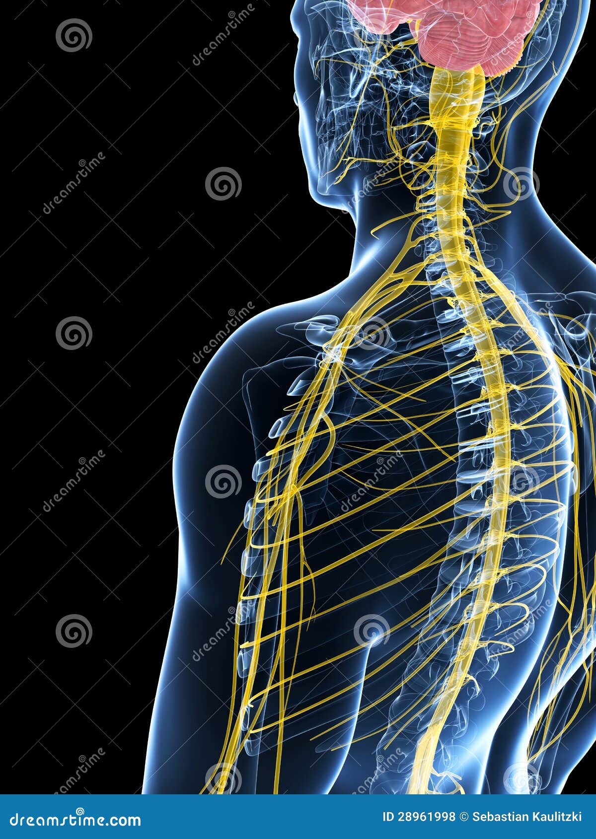 Manlig markerat nervsystem stock illustrationer. Illustration av kabel ...