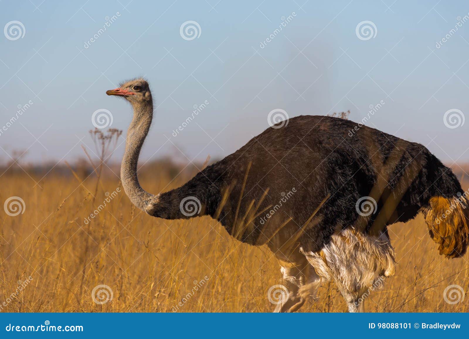 Manlig struts i långt gräs fotografering för bildbyråer. Bild av svart ...