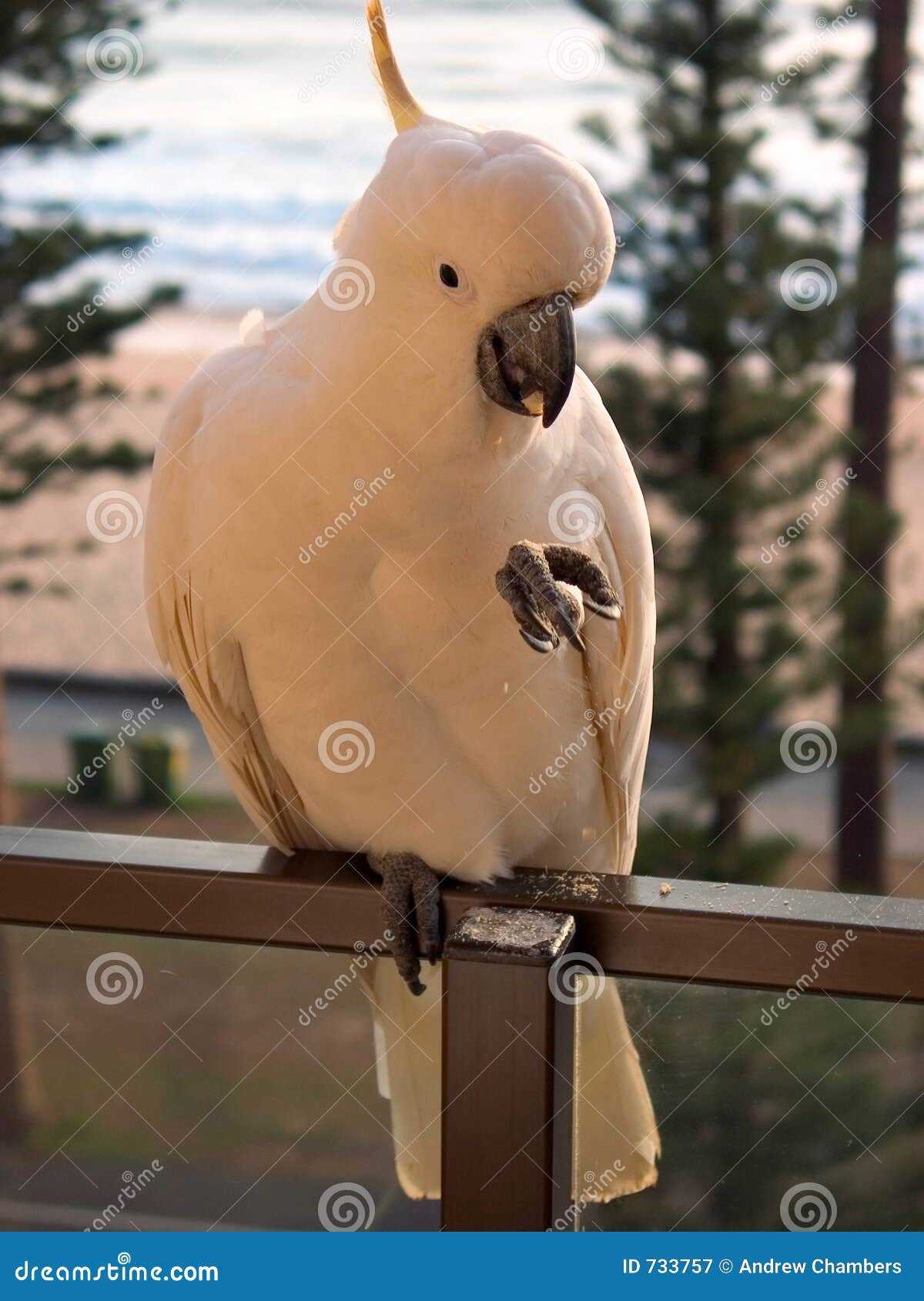 Manly Cockatoo front stock image. Image of yellow, beach - 733757