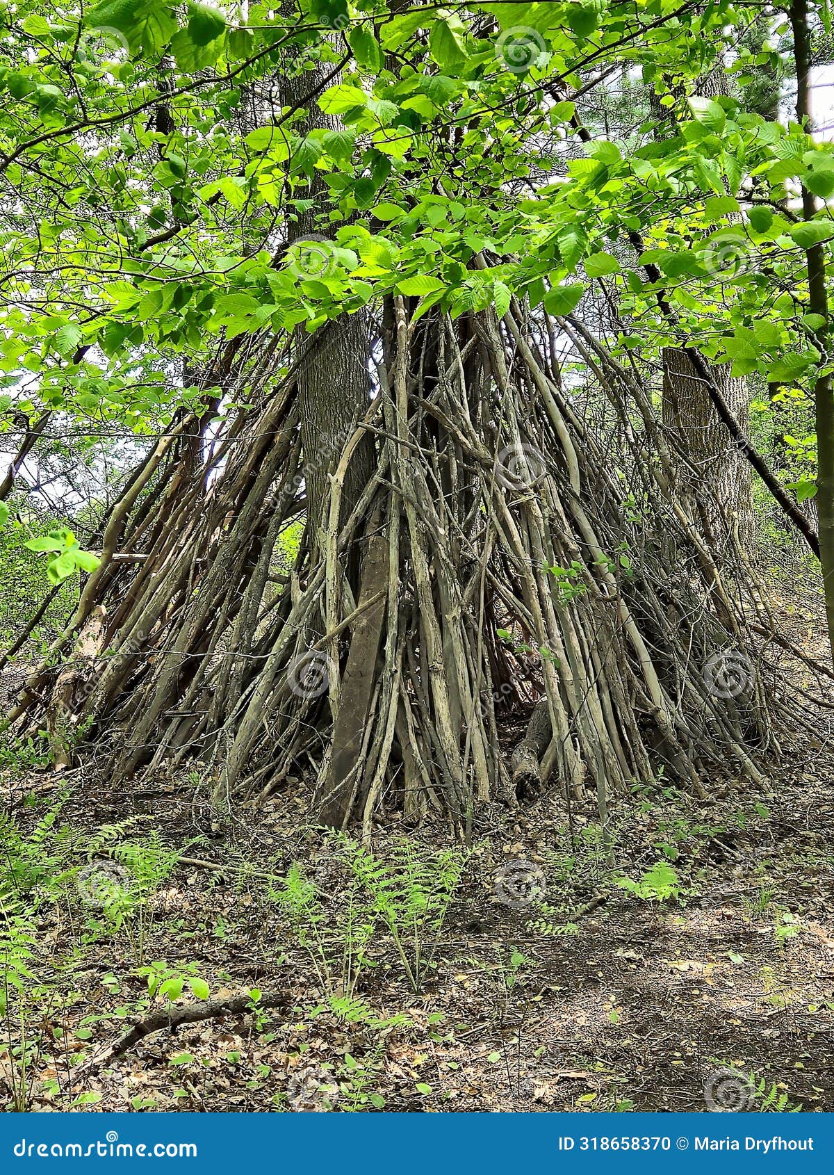 Manmade Tree Fort in Summer Forest Stock Photo - Image of makeshift ...