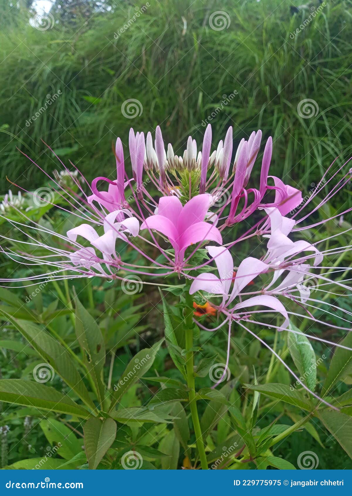 Manmagan Ful Nepali Flower Lover Stock Image - Image of food, lawn ...