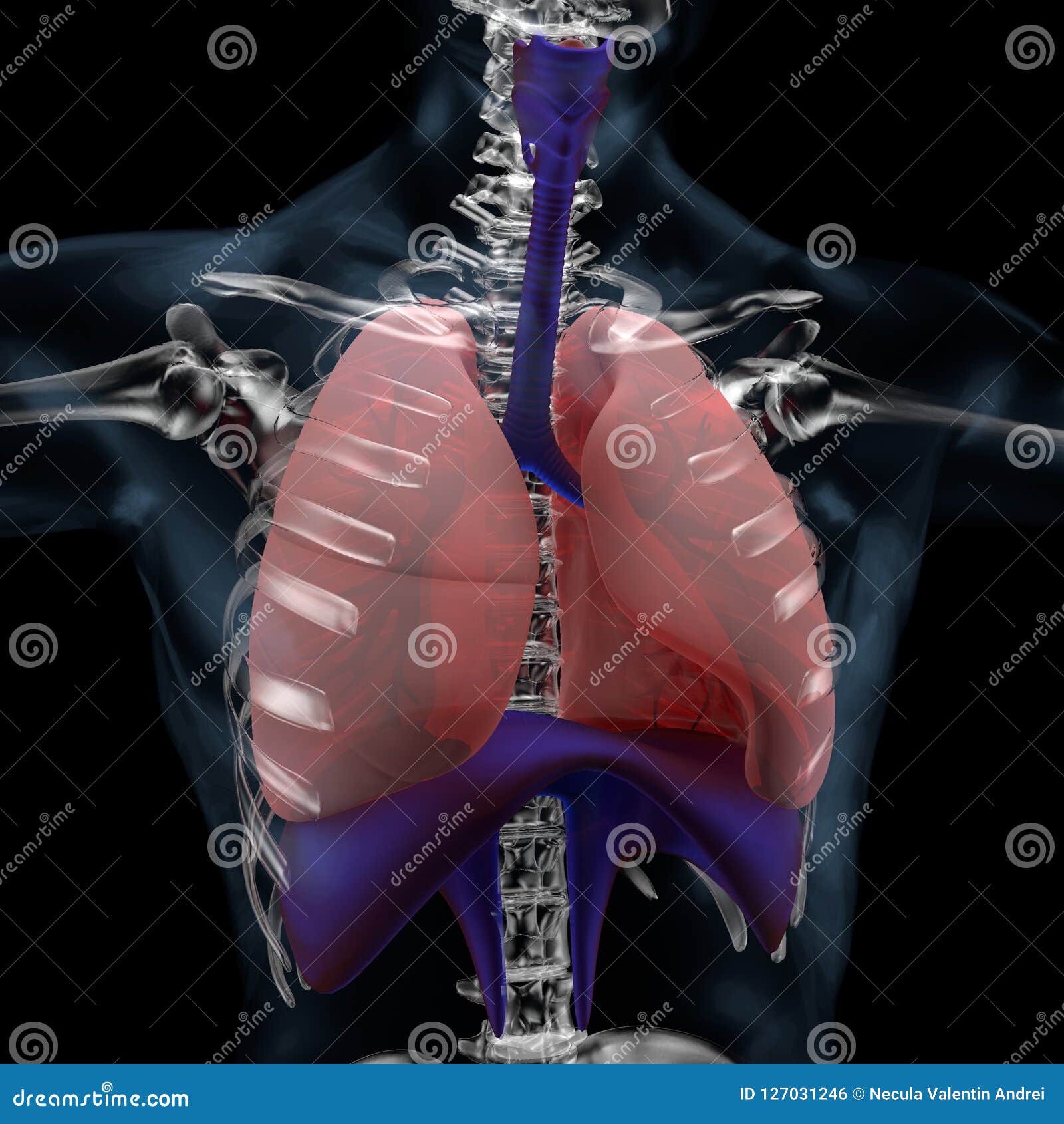 Mann Atmungssystem, Lungen Und Diafragma Stock Abbildung - Illustration ...
