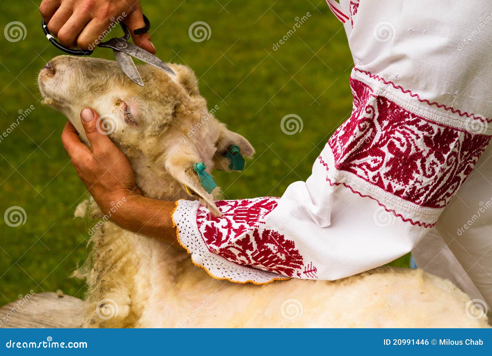 Mann, Der Ein Schaf Mit Scheren Schier Stockfoto - Bild von ...