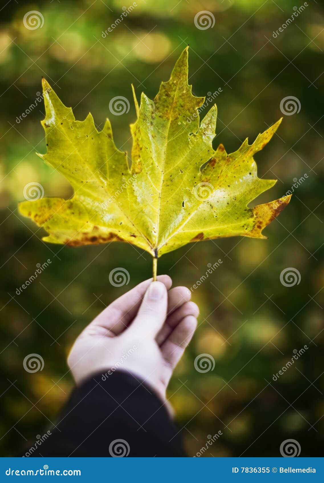 Mann, Der Blatt Hält Bild. Bild: 7836355