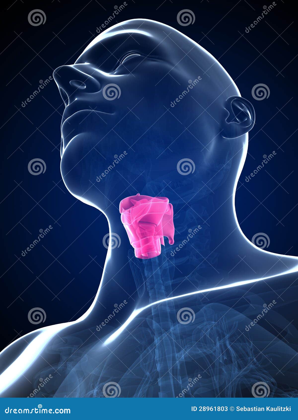 Mann markierte Kehlkopf stock abbildung. Illustration von karosserie ...