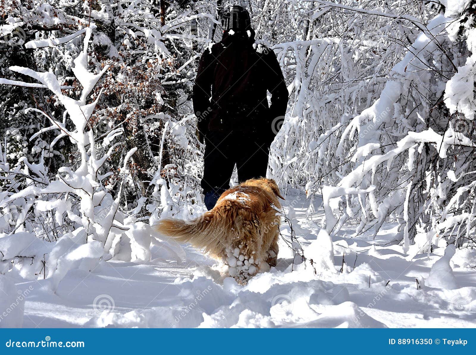 Mann mit seinem Hund stockfoto. Bild von bäume, beweggrund - 88916350