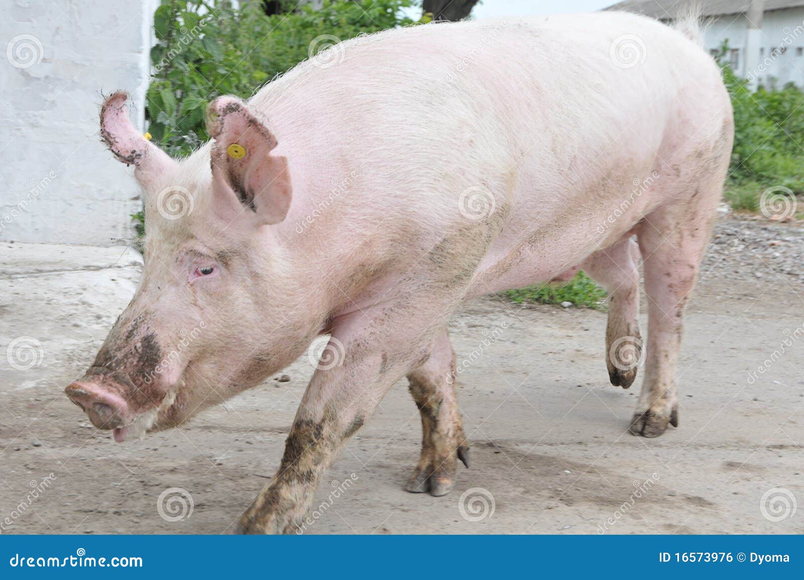 Mannelijk varken stock foto. Image of producent, klein - 16573976