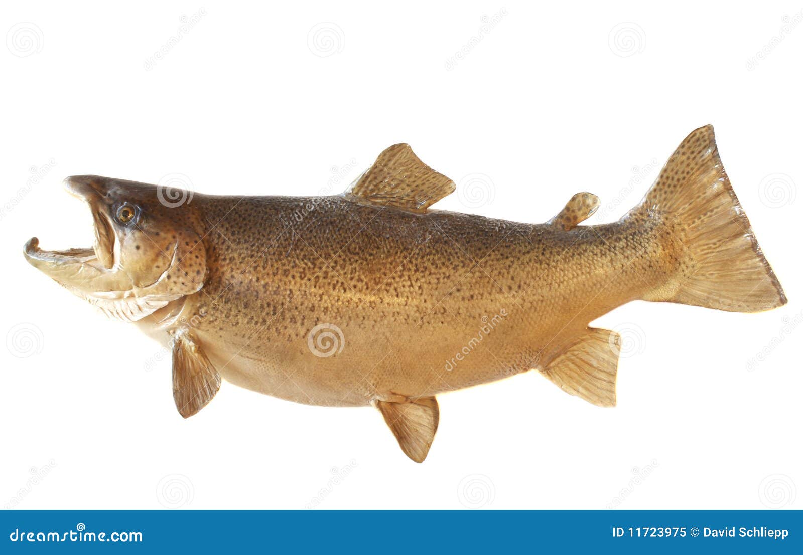 Mannelijke Bruine Forel stock afbeelding. Image of bruin - 11723975