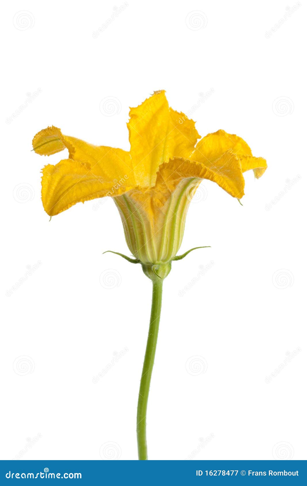 Mannelijke courgettebloem stock afbeelding. Image of bloem - 16278477