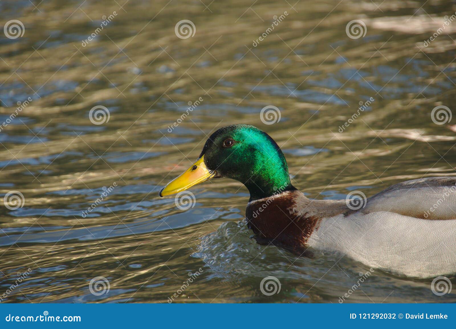 Mannelijke eend stock foto. Image of bruin, veer, eend - 121292032