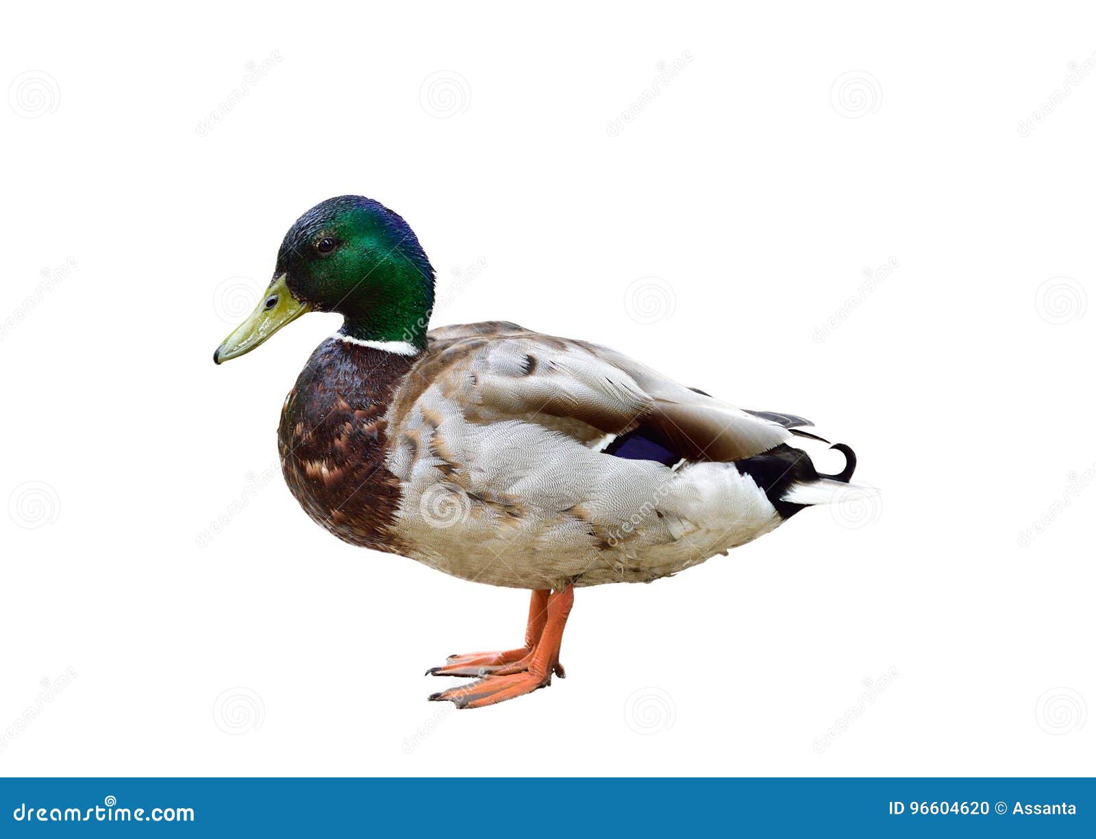 Mannelijke Eend Op Witte Achtergrond Stock Foto - Image of mooi ...