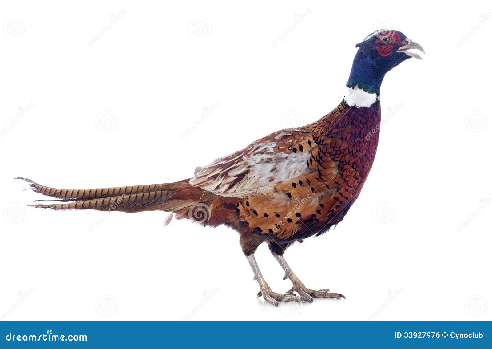 Mannelijke fazant stock foto. Image of studio, jacht - 33927976