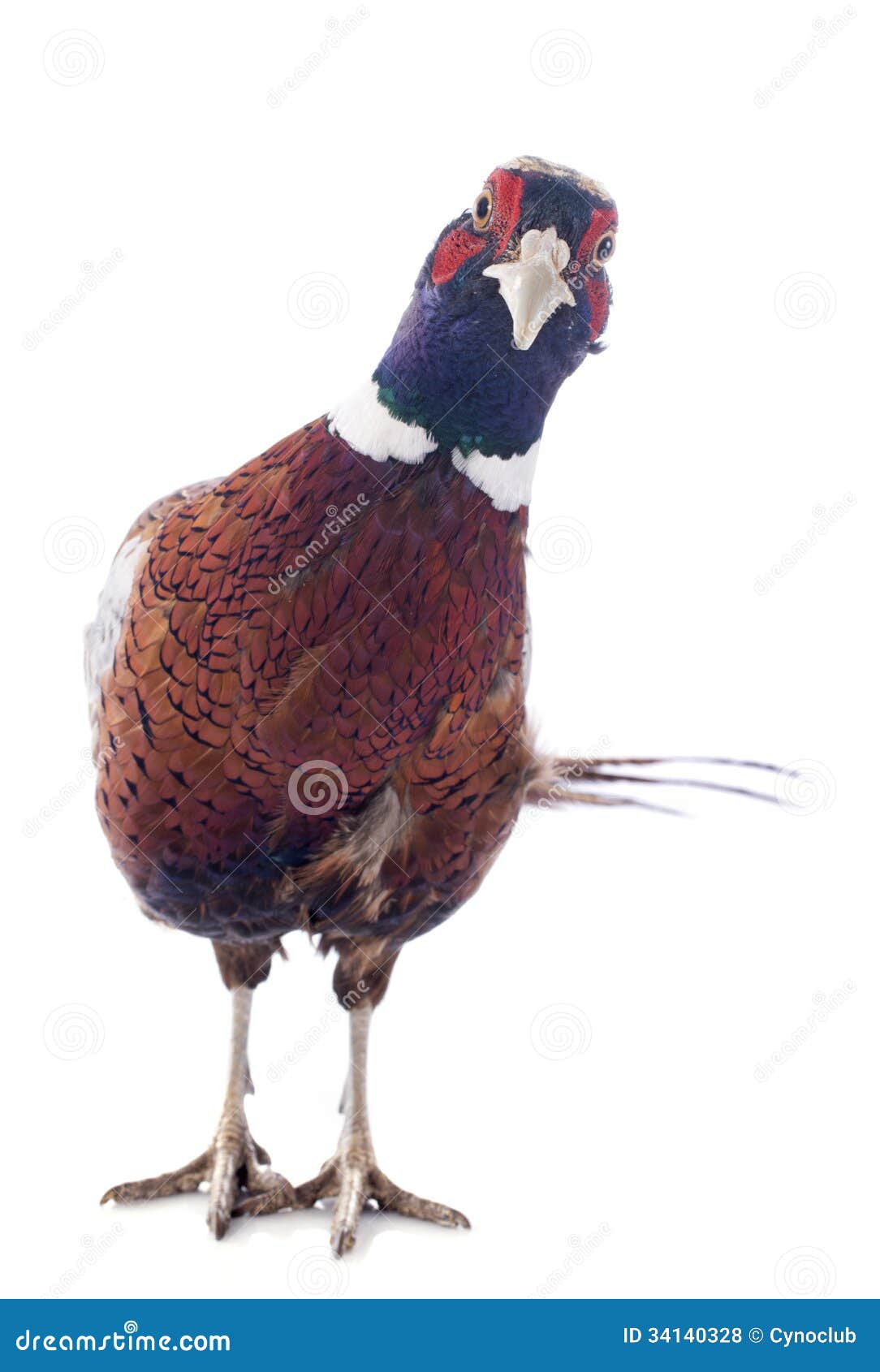 Mannelijke fazant stock foto. Image of fazant, europees - 34140328