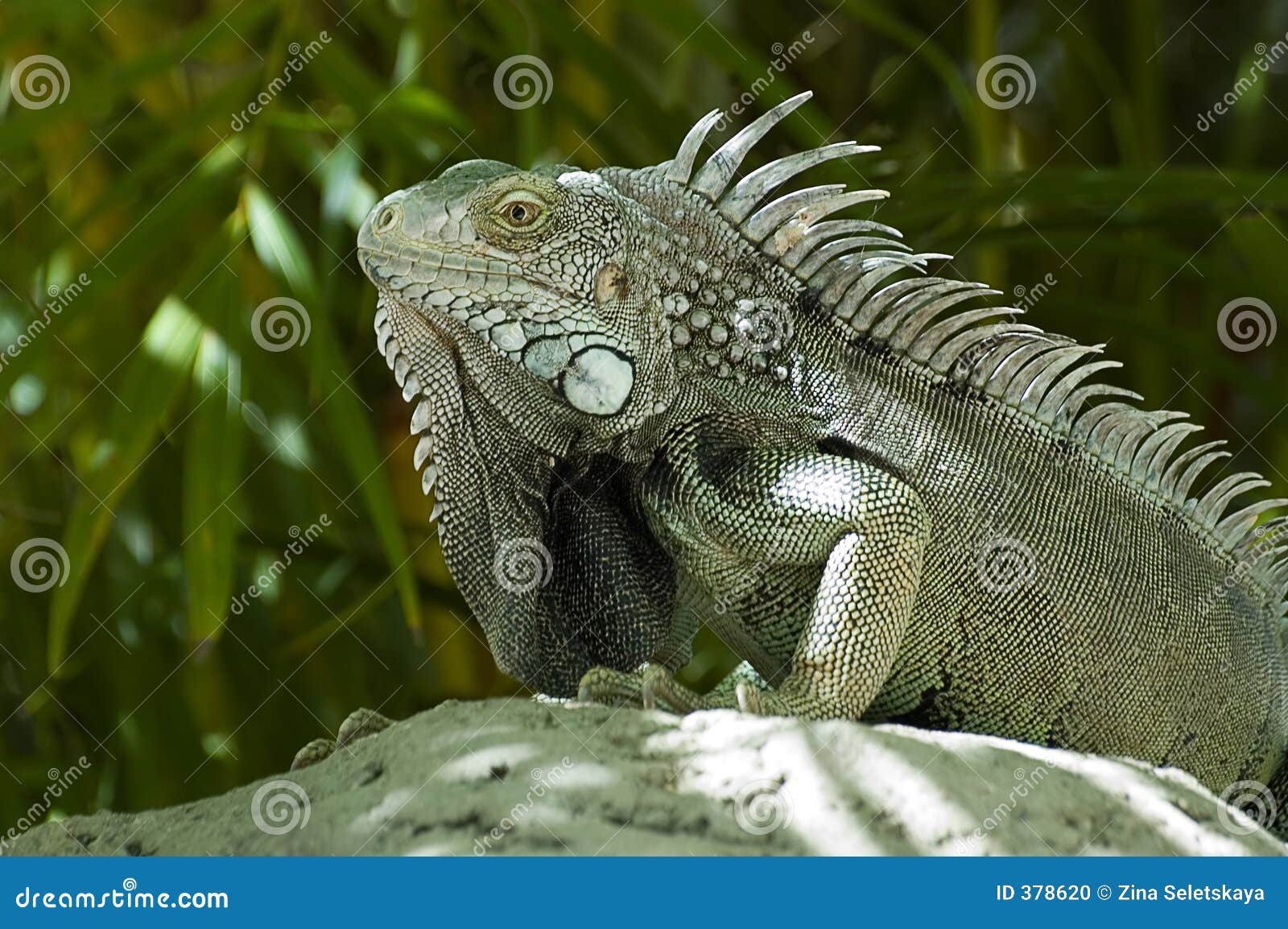 Mannelijke Groene Leguaan stock foto. Image of aruba, caraïbisch - 378620