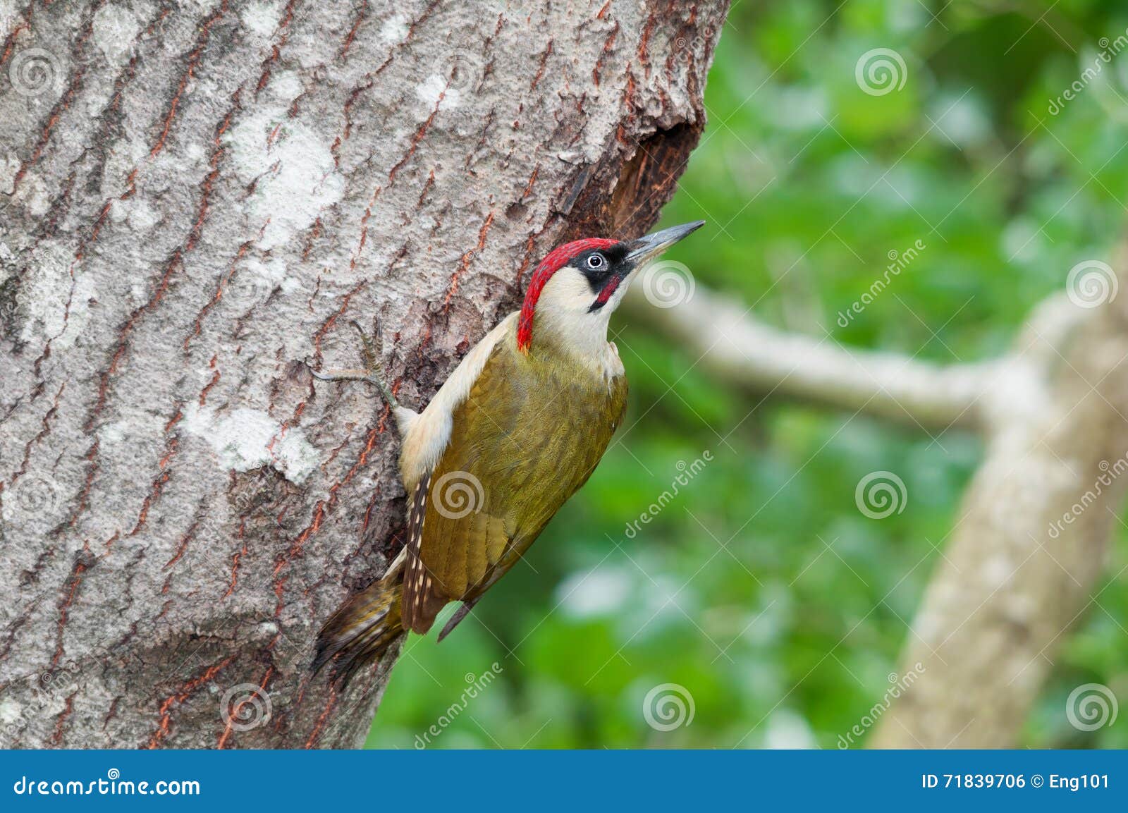 Mannelijke Groene Specht Bij Nest Stock Foto - Image of beklim ...