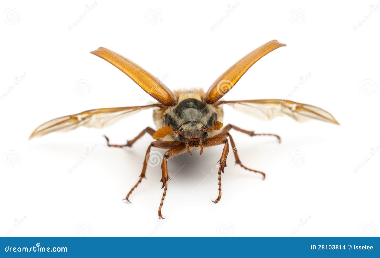 Mannelijke Junikever, Melolontha Melolontha, Het Vliegen Stock Foto ...