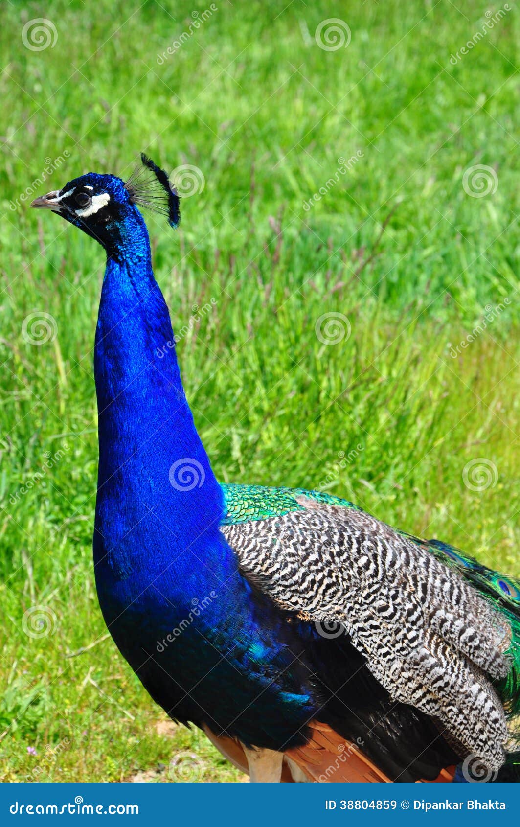 Mannelijke Pauw-hoofdclose-up Stock Afbeelding - Image of heimelijk ...