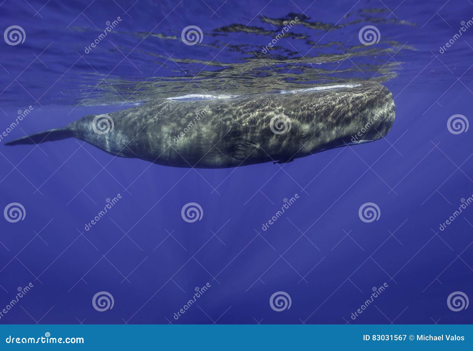 Mannelijke Potvis stock afbeelding. Image of kijk, gedrag - 83031567