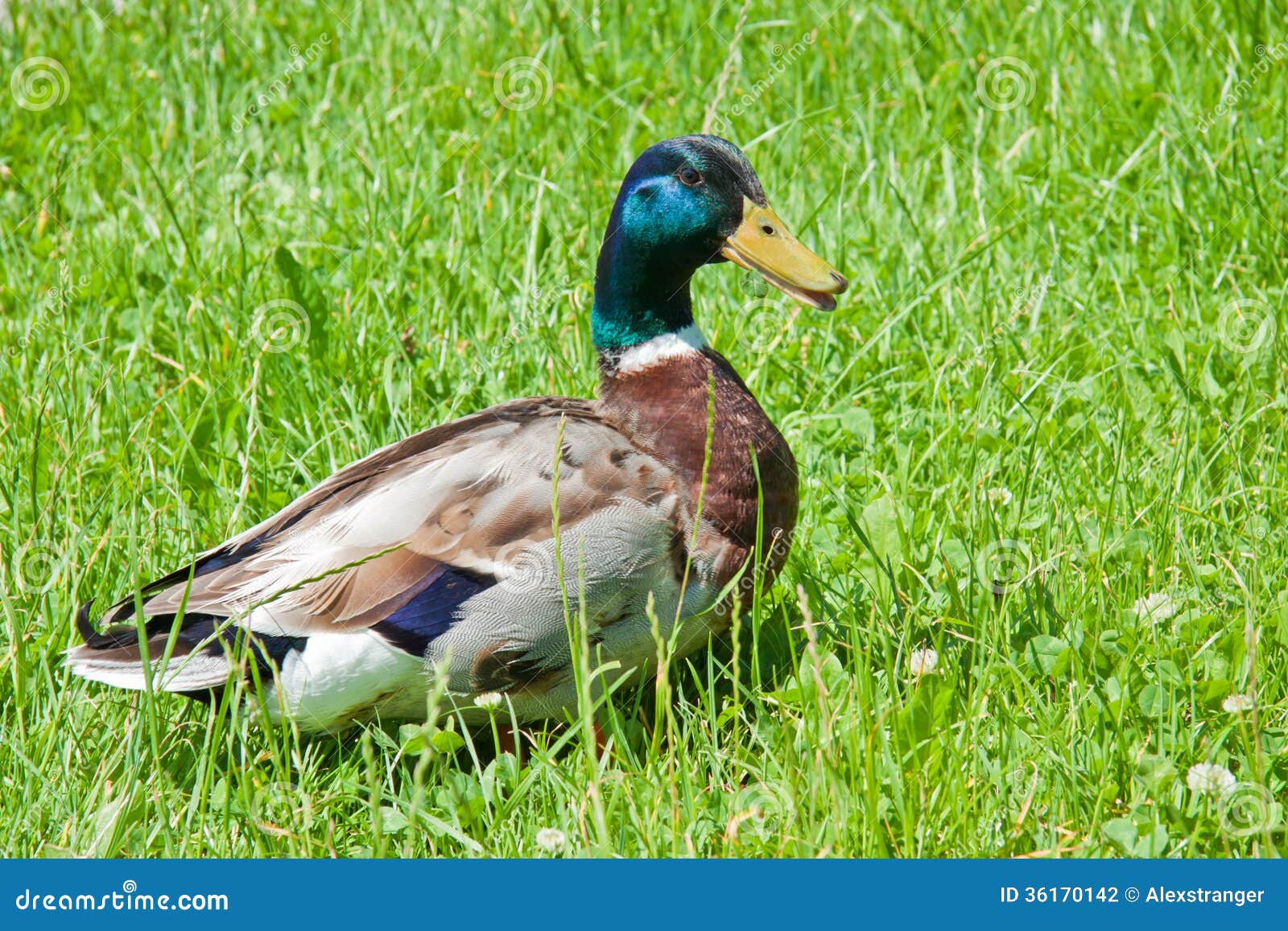 Mannetje van een eend stock foto. Image of groen, draak - 36170142