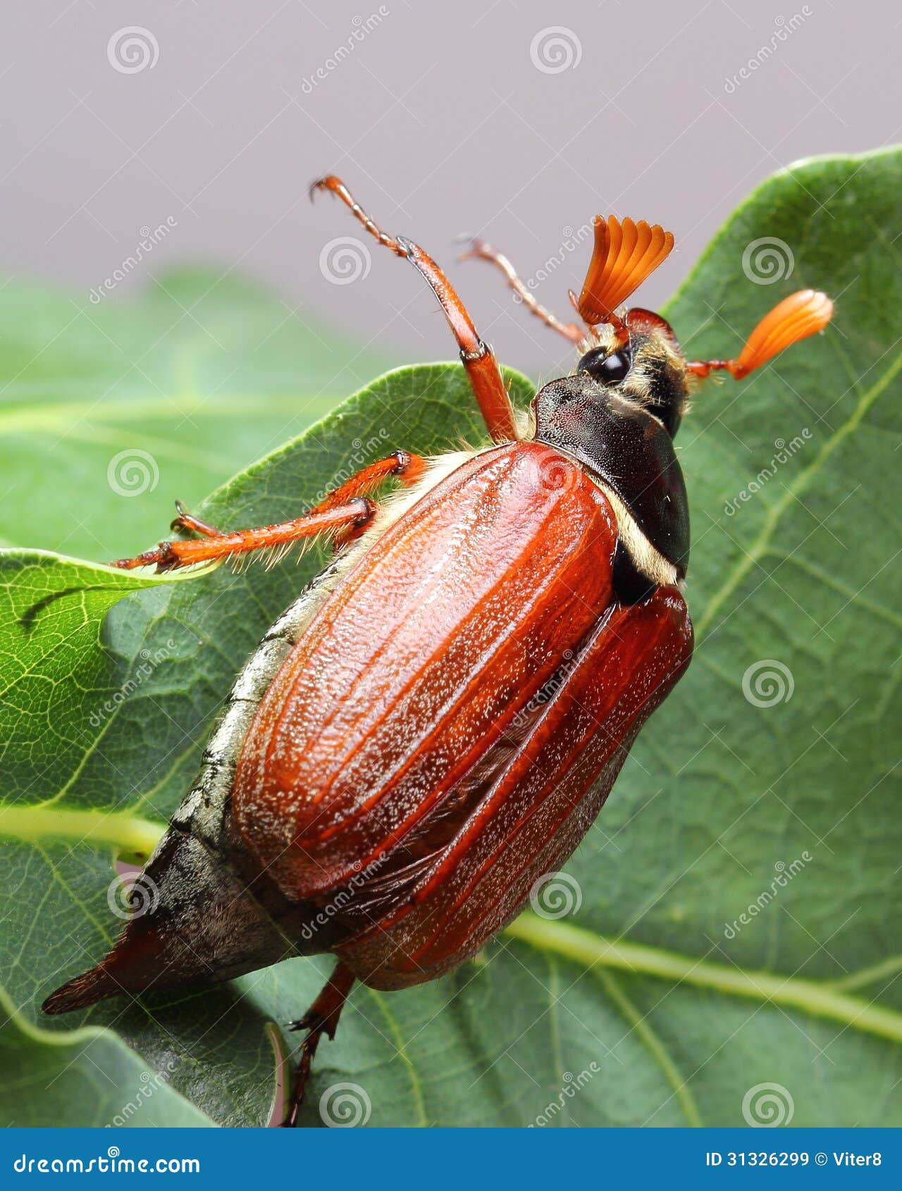 Mannetje Van Junikever Op Eiken Bladeren Stock Afbeelding - Image of ...