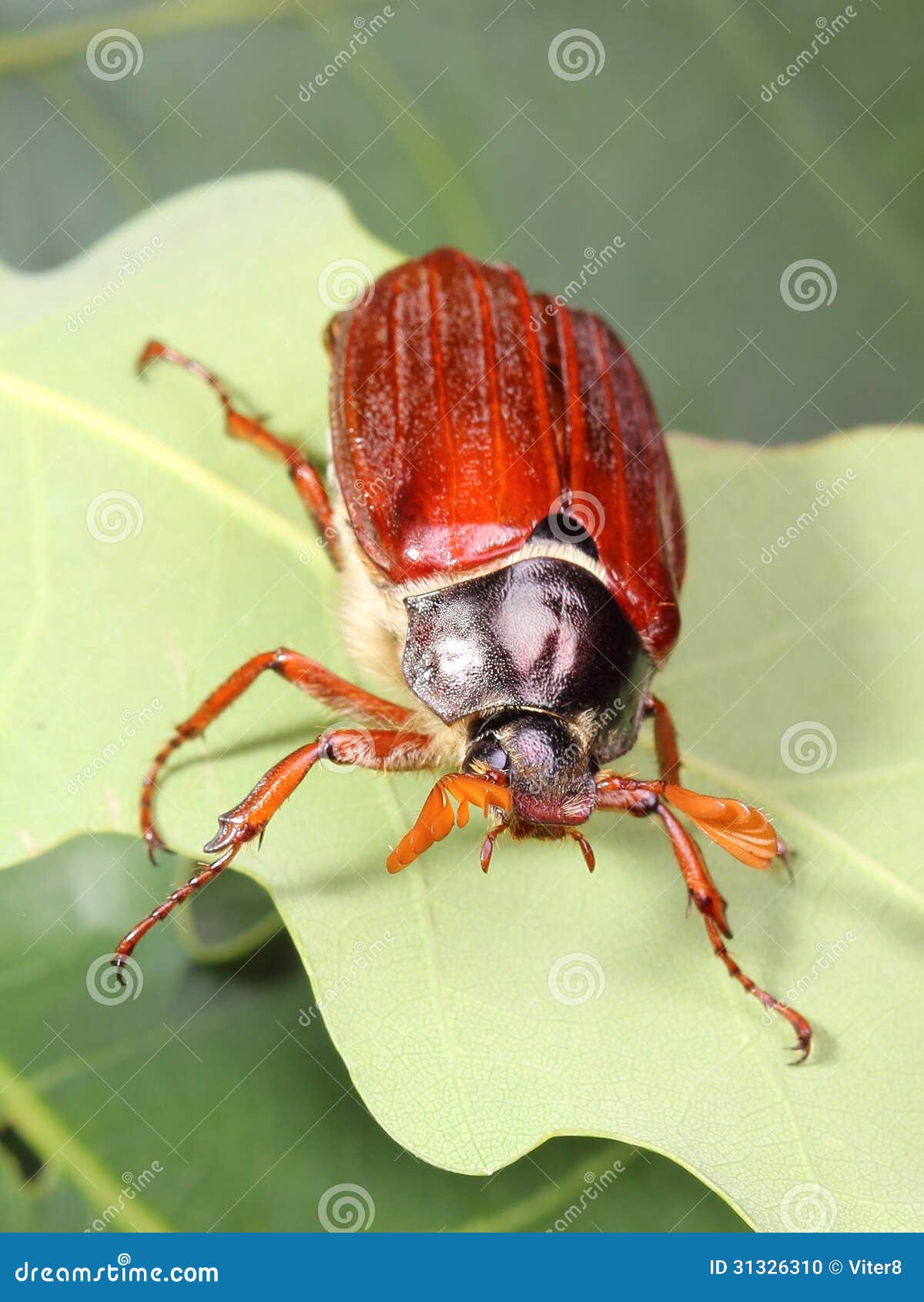 Mannetje Van Junikever Op Eiken Bladeren Stock Foto - Image of macro ...