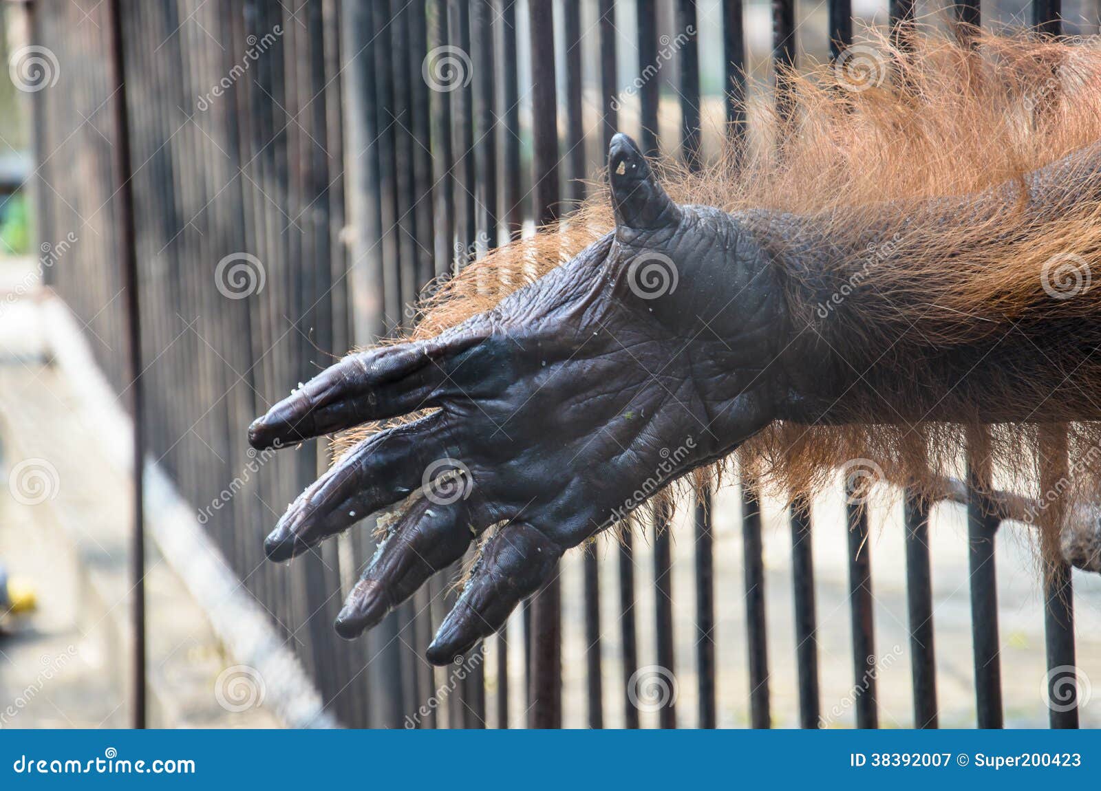 Mano imagen de archivo. Imagen de animal, fauna, extracto - 38392007