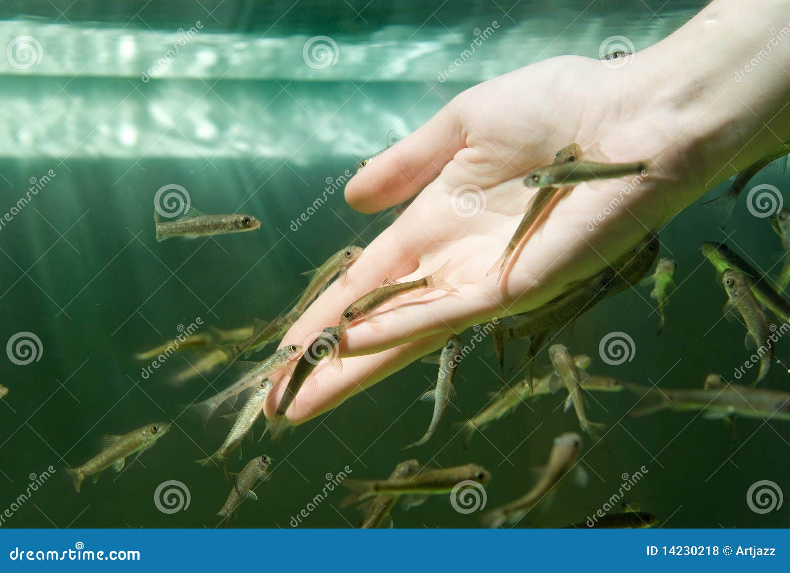 Mano in acqua con i pesci fotografia stock. Immagine di femmina - 14230218