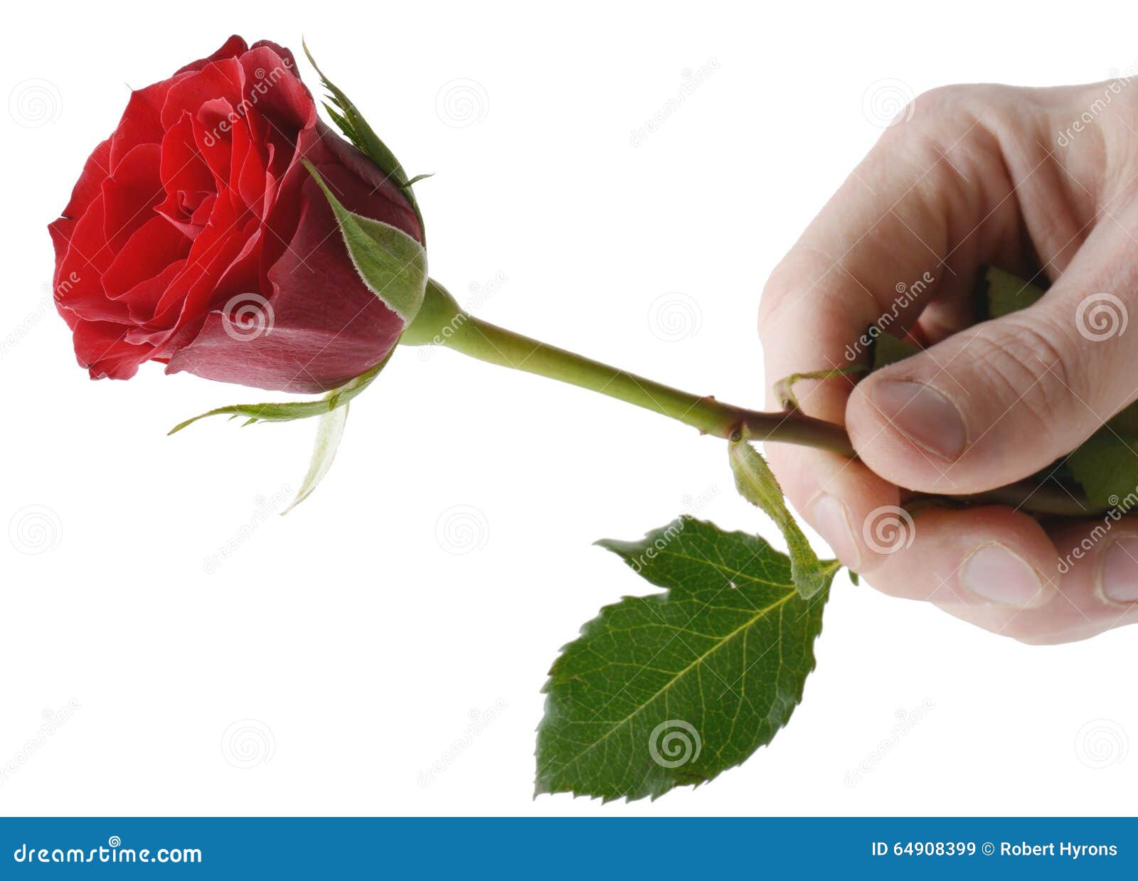 Mano che dà una rosa immagine stock. Immagine di bello - 64908399