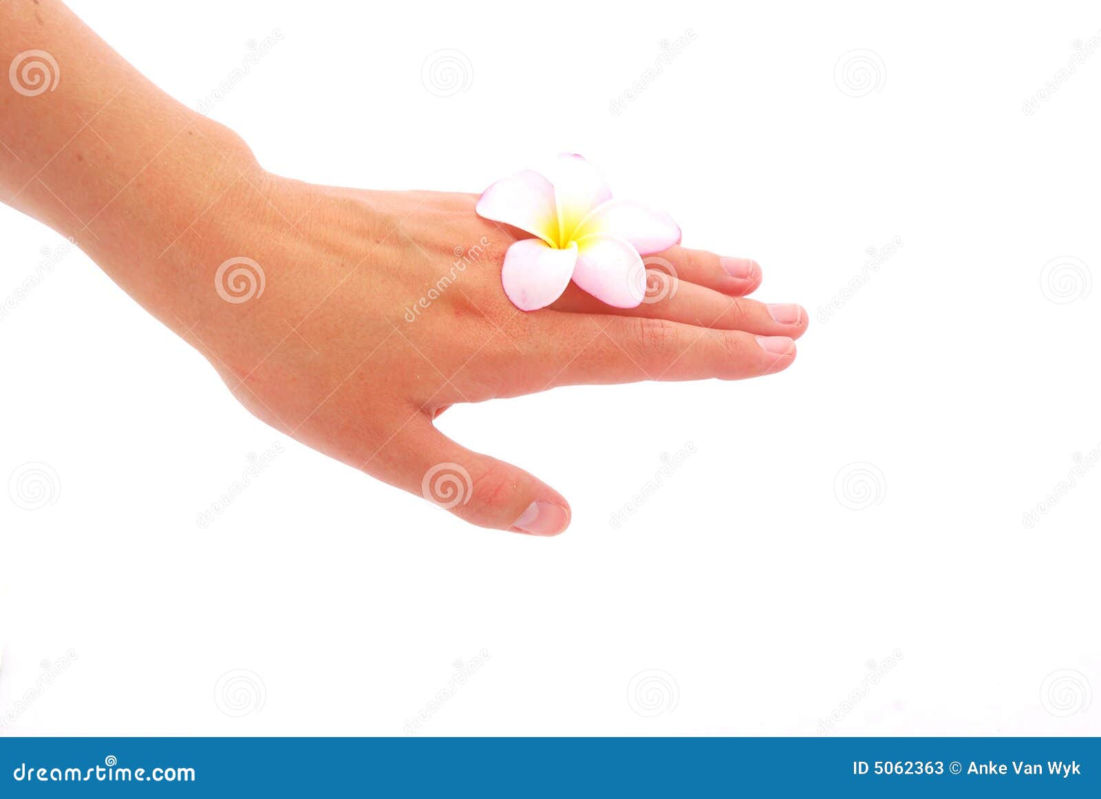 Mano con la flor imagen de archivo. Imagen de flor, hermoso - 5062363