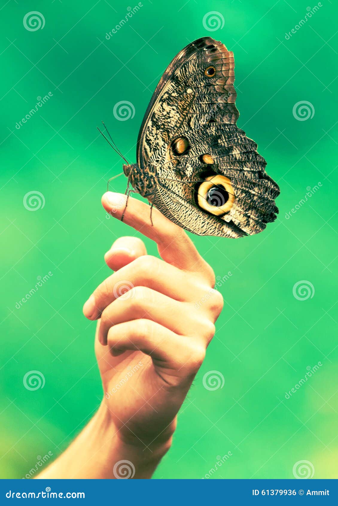 Mano Con La Mariposa Gigante Foto de archivo - Imagen de insecto ...