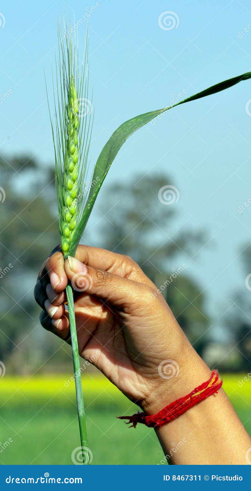 Mano Con La Planta Del Trigo Imagen de archivo - Imagen de alimento ...