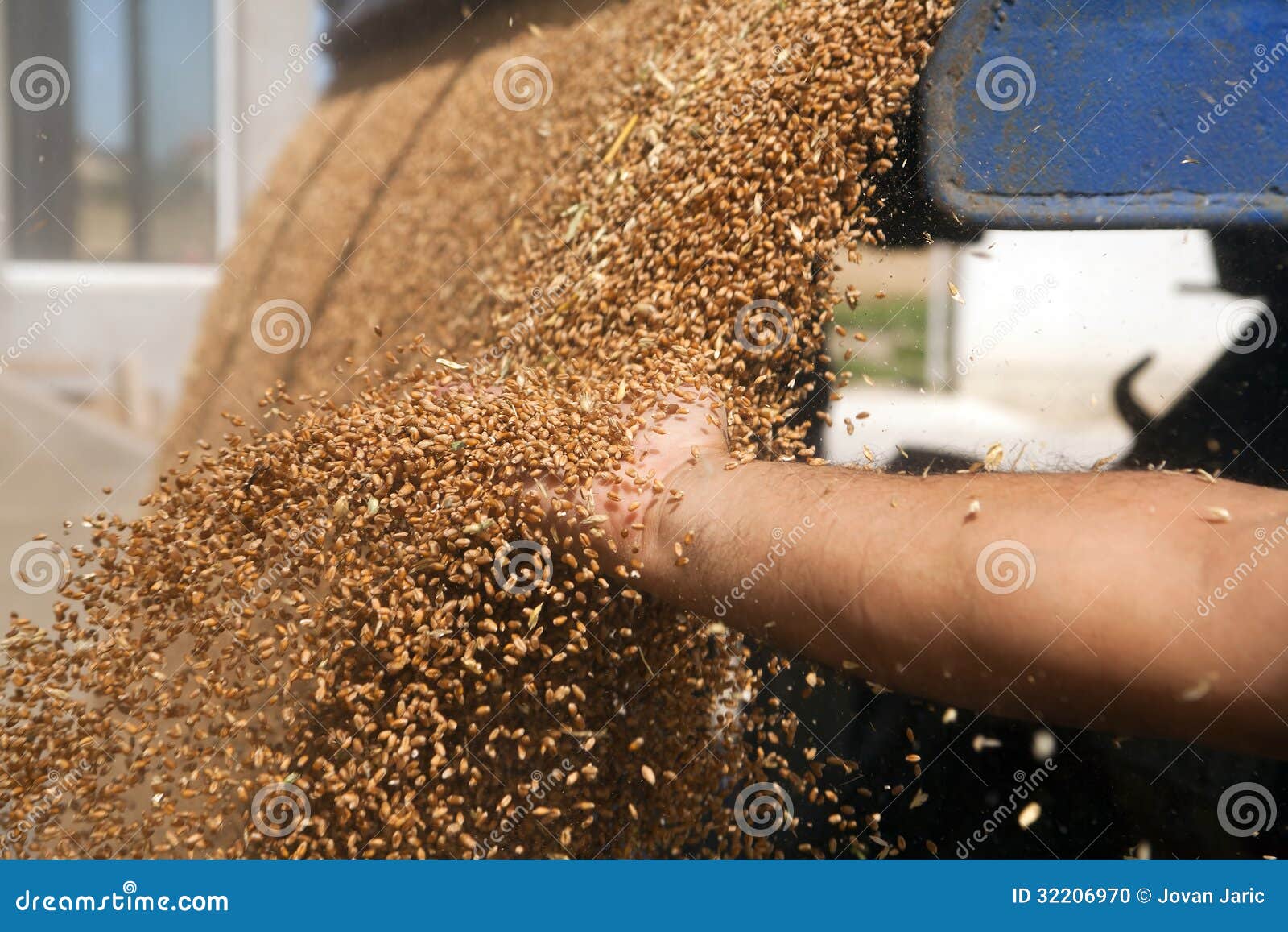 Mano Con Los Granos Del Trigo Foto de archivo - Imagen de cereal ...