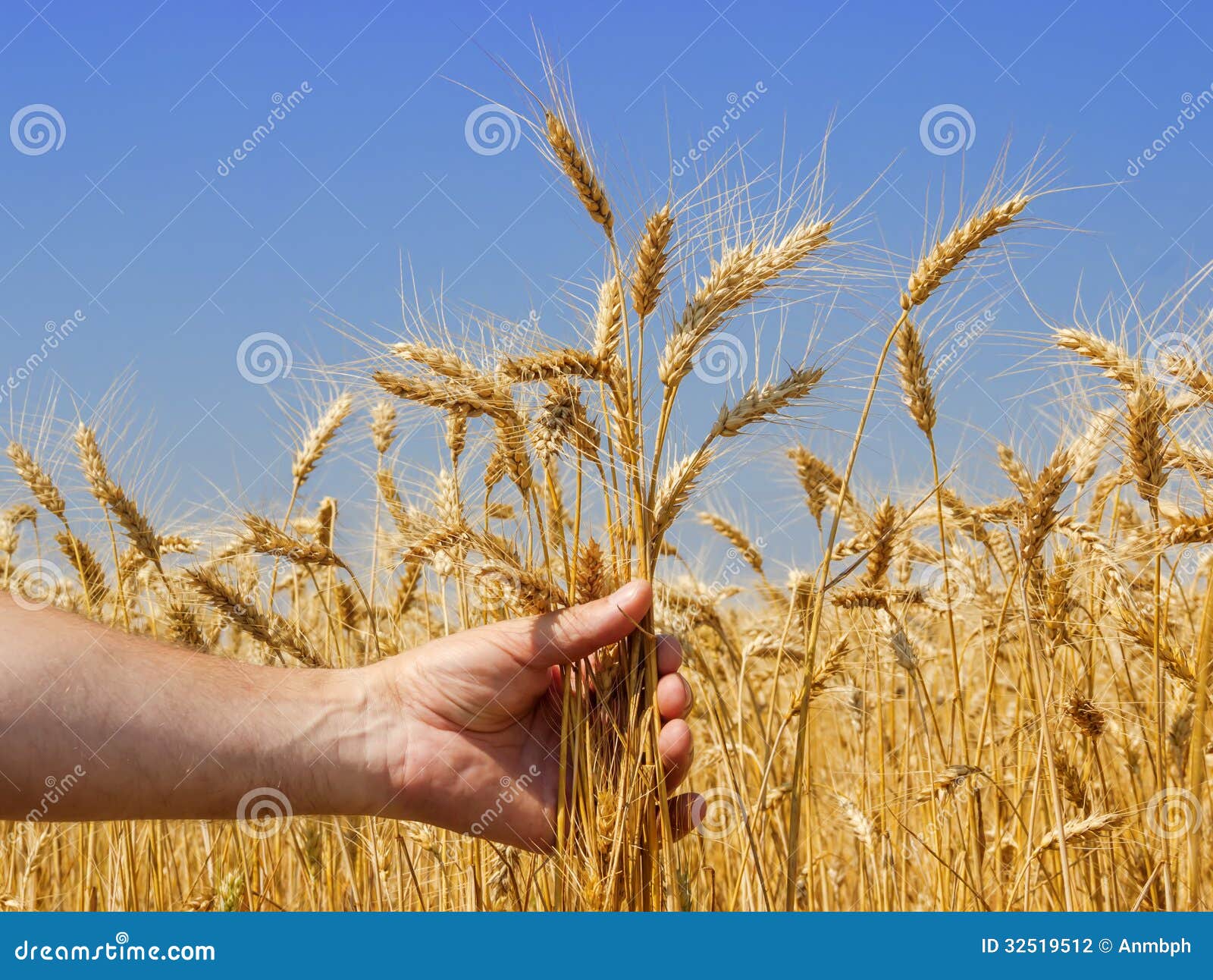 Mano Con Los Puntos Del Trigo Foto de archivo - Imagen de cubo, granja ...