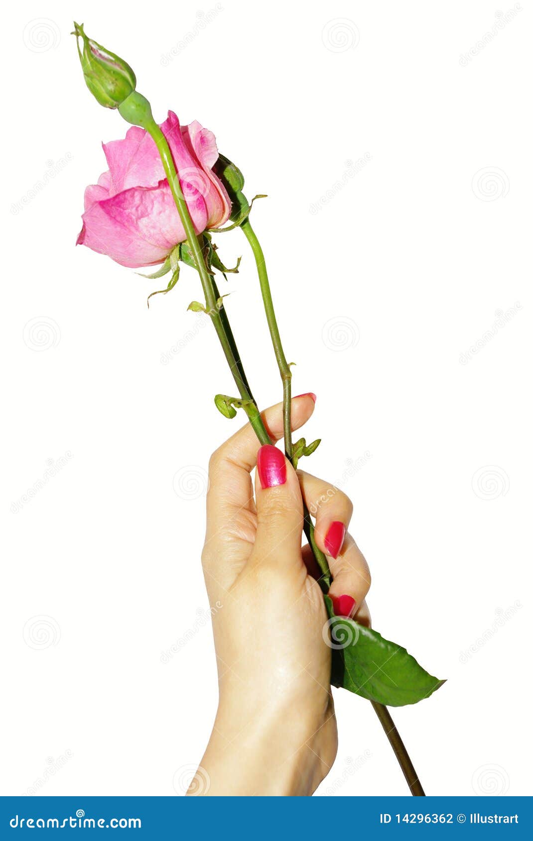 Mano con Rosa fotografia stock. Immagine di nomi, flirtare - 14296362