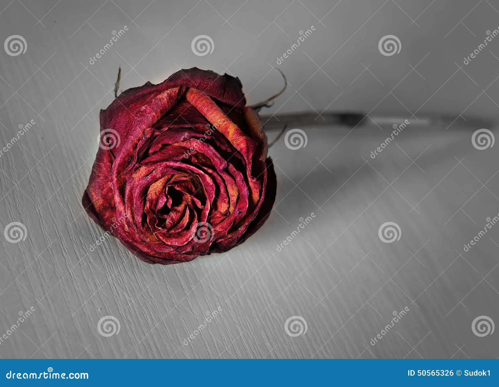 Mano Cruel Lanzada Rosa Marchitada Foto de archivo - Imagen de ...