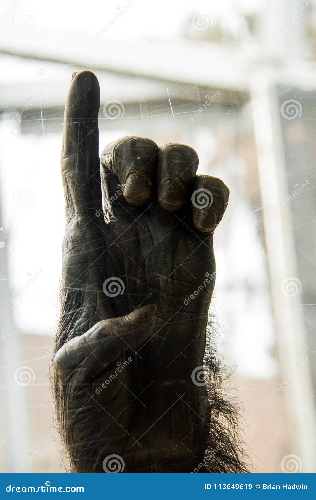 Mano del chimpancé imagen de archivo. Imagen de chimpancé - 113649619