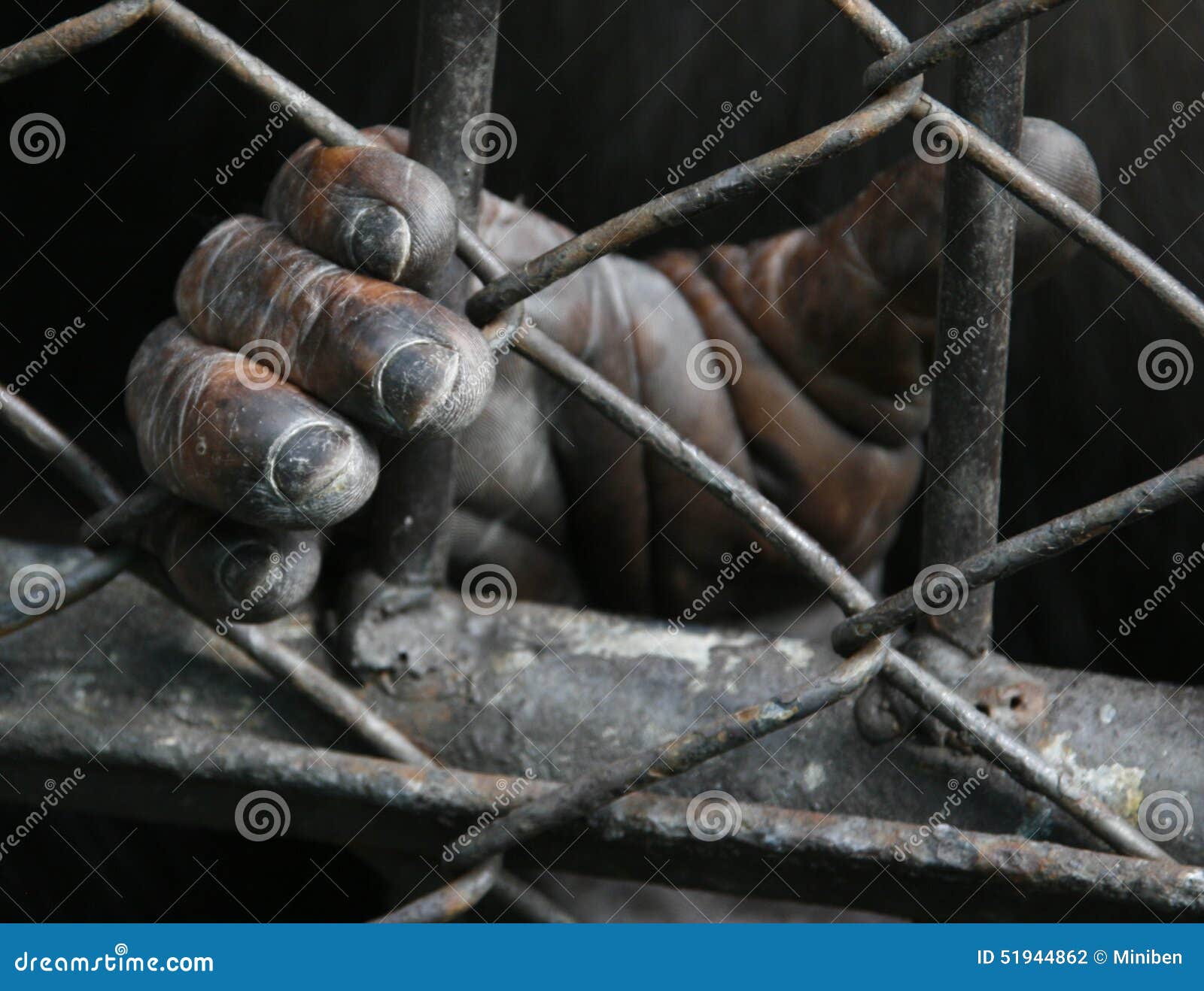 Mano del chimpancé foto de archivo. Imagen de jaula, templo - 51944862