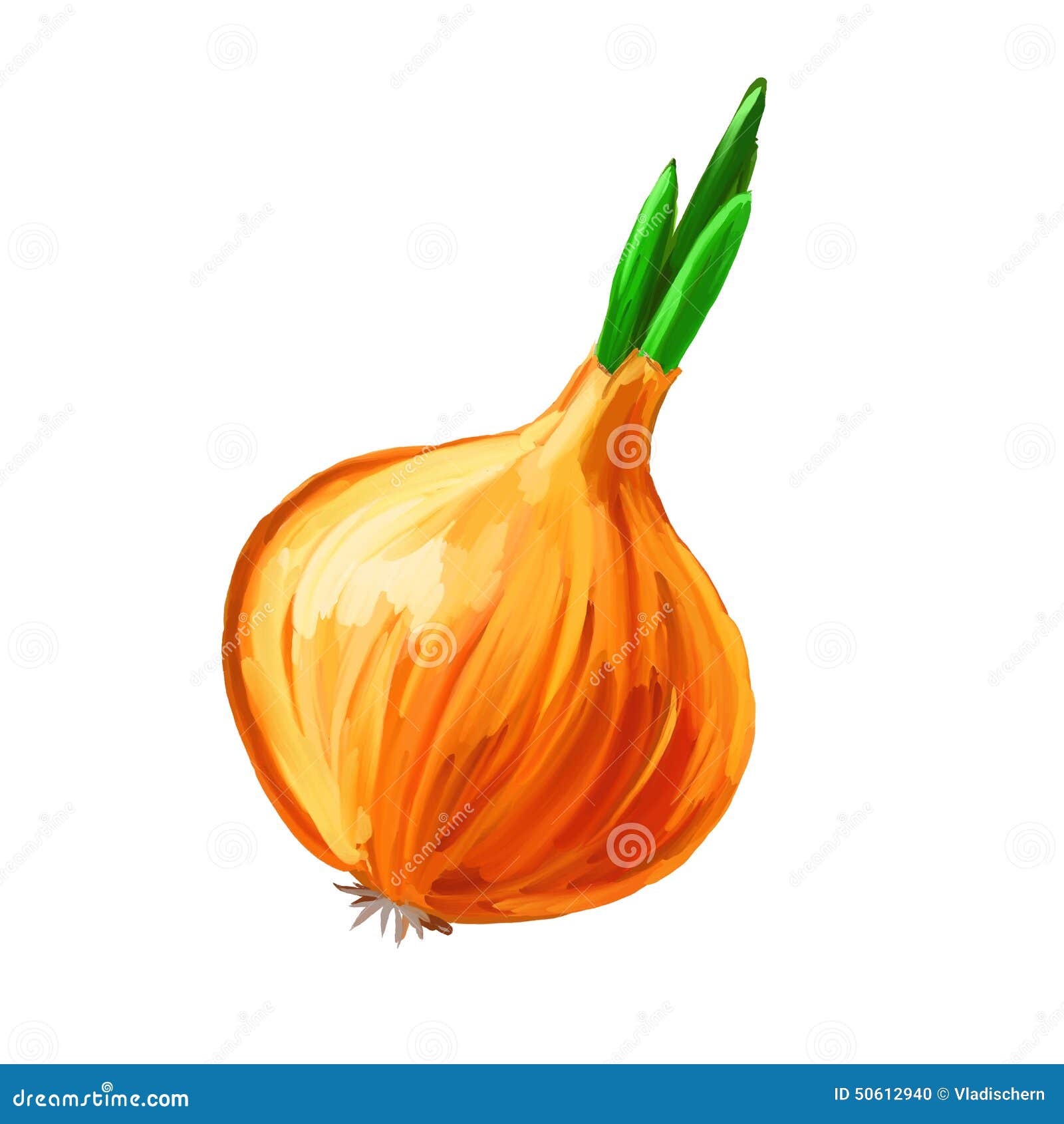 Mano Del Ejemplo Del Vector De La Cebolla Dibujada Pintada Ilustración ...