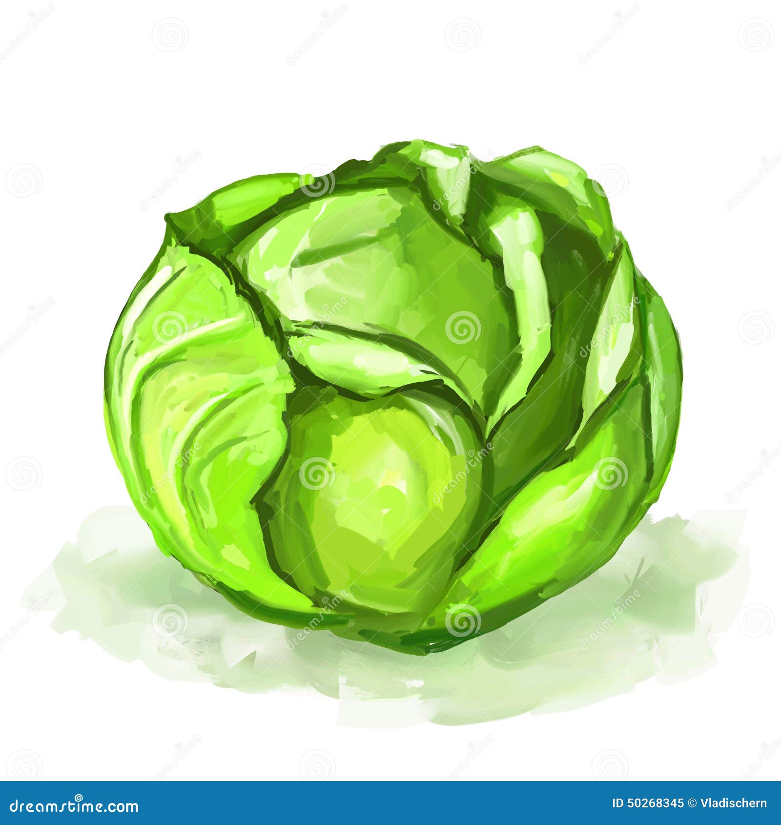 Mano Del Ejemplo Del Vector De La Col Dibujada Pintada Ilustración del ...